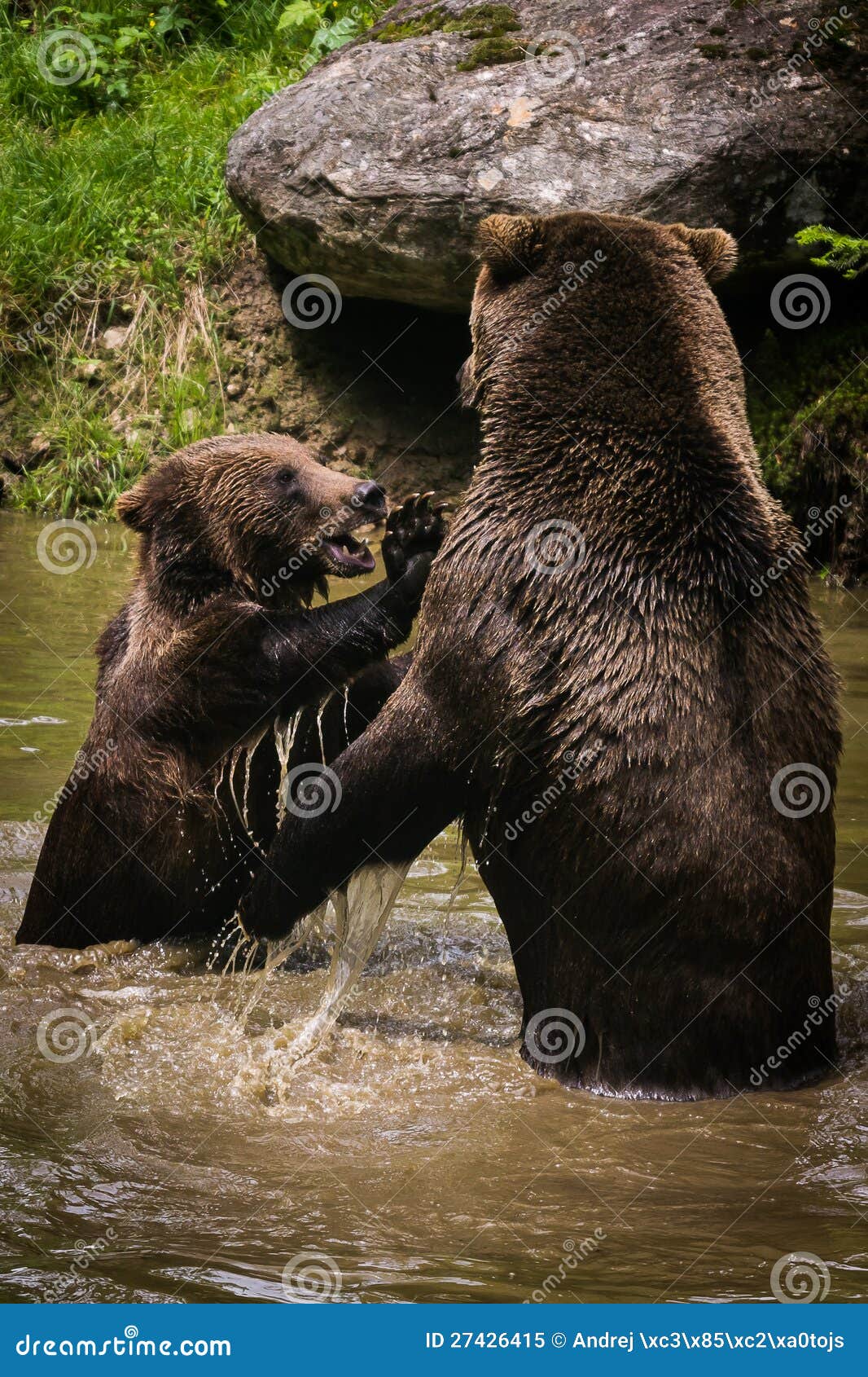 Bear fight stock image. Image of brown, animal, head - 27426415