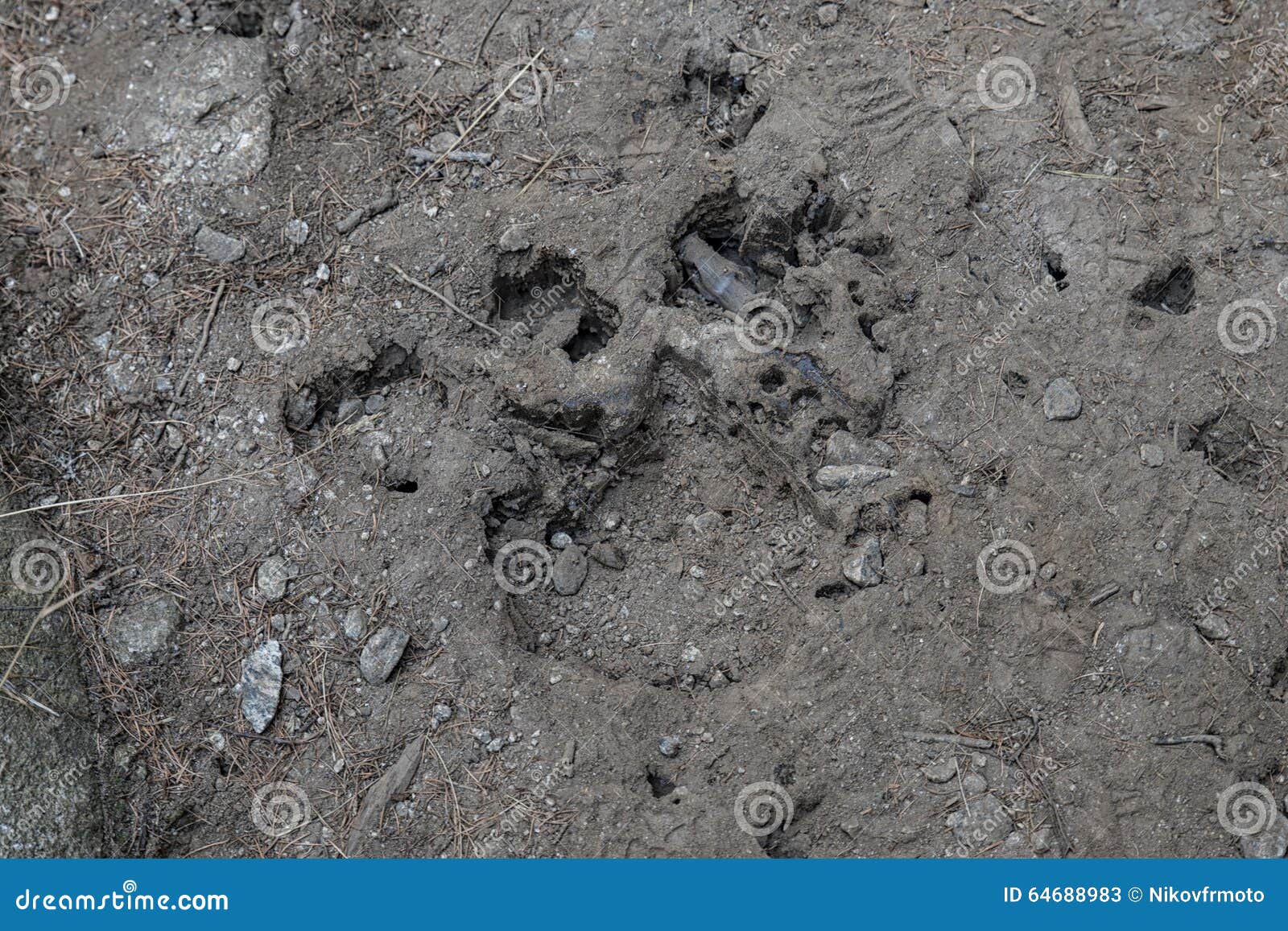 Bear footprint stock image. Image of katmai, bear, sign - 64688983