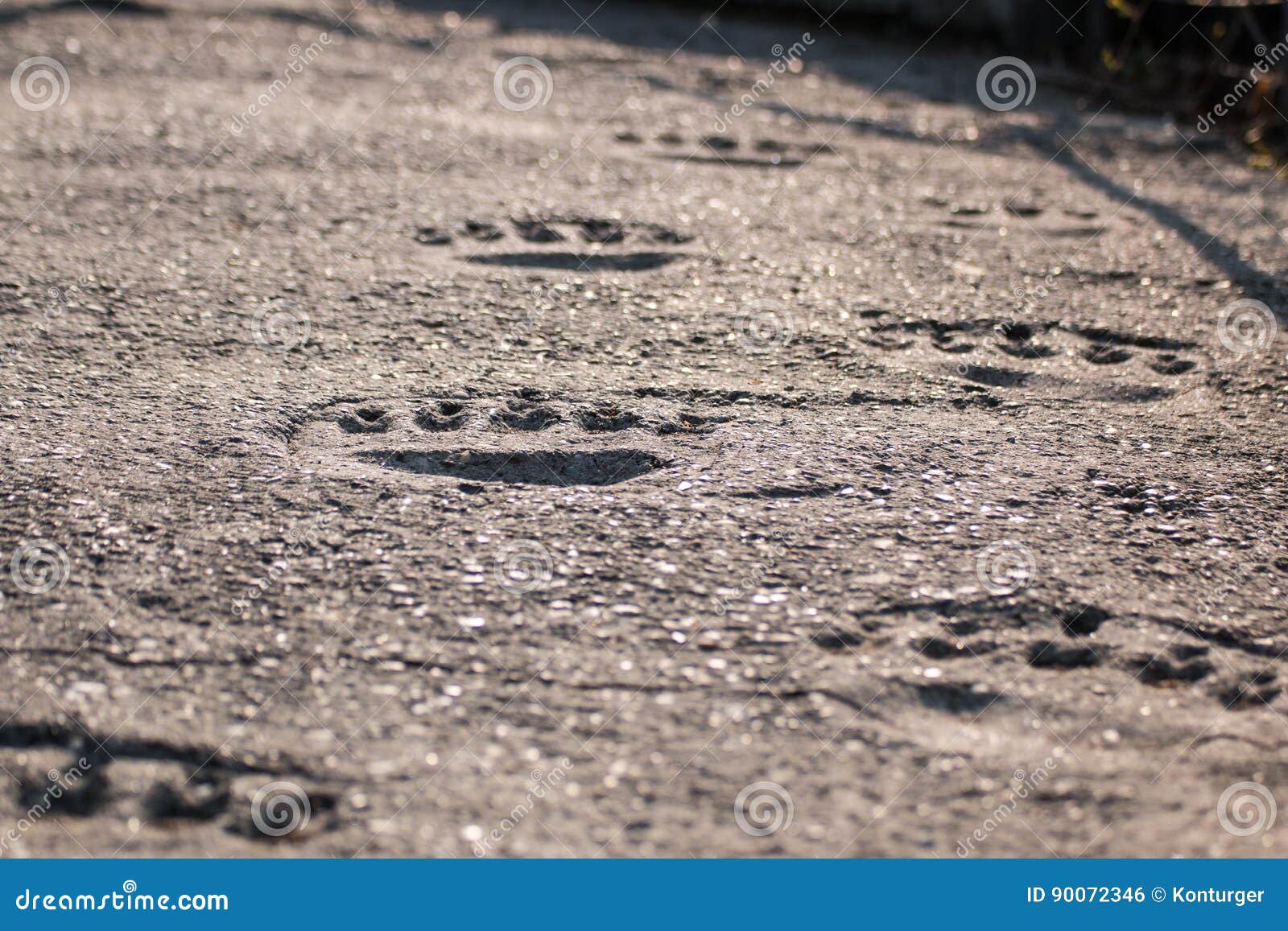 Bear Footprint or Tracks on the Ground Stock Photo - Image of wildlife ...