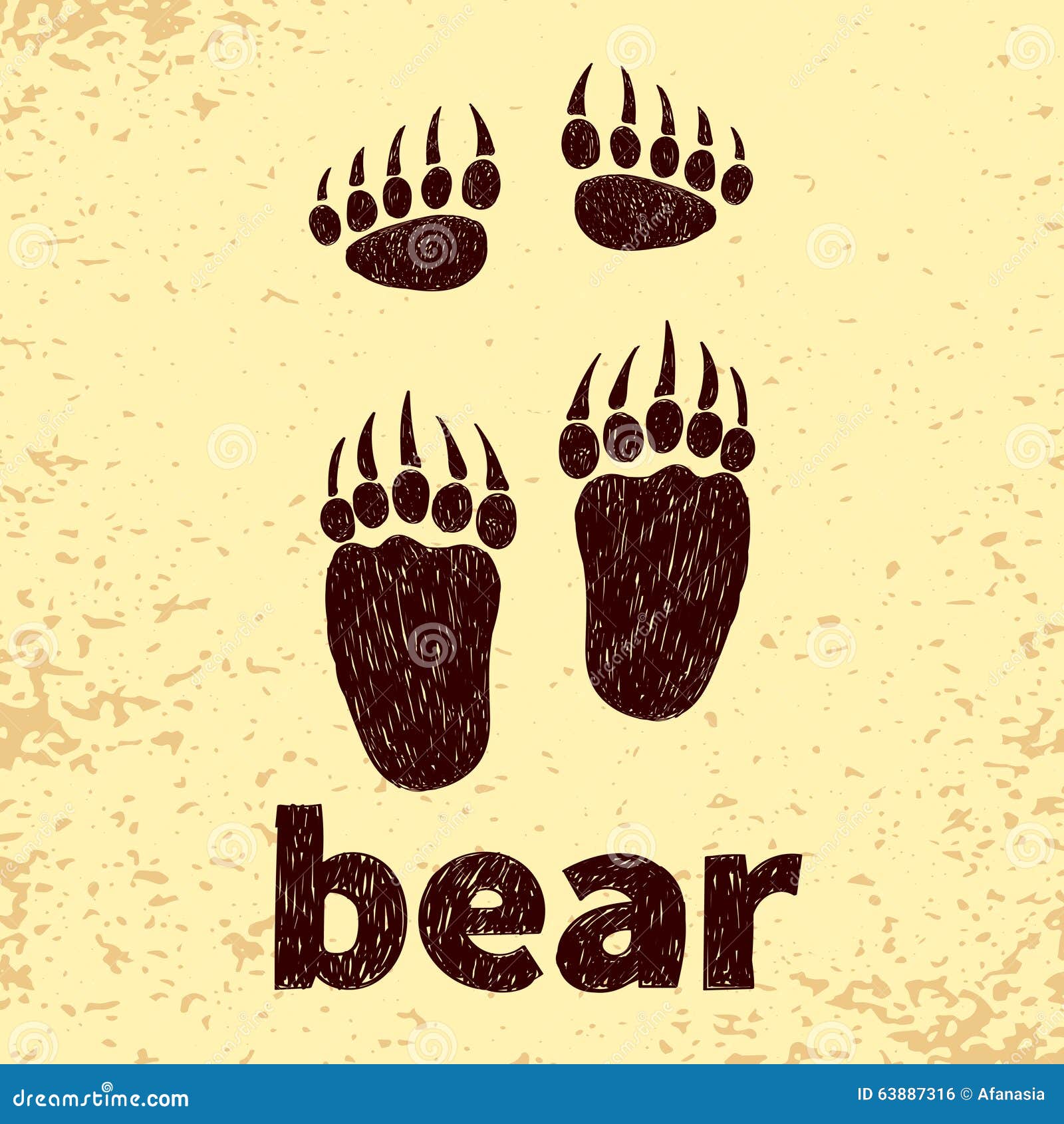 Bear Footprints, Front And Hind Paws. Vector Illustration ...