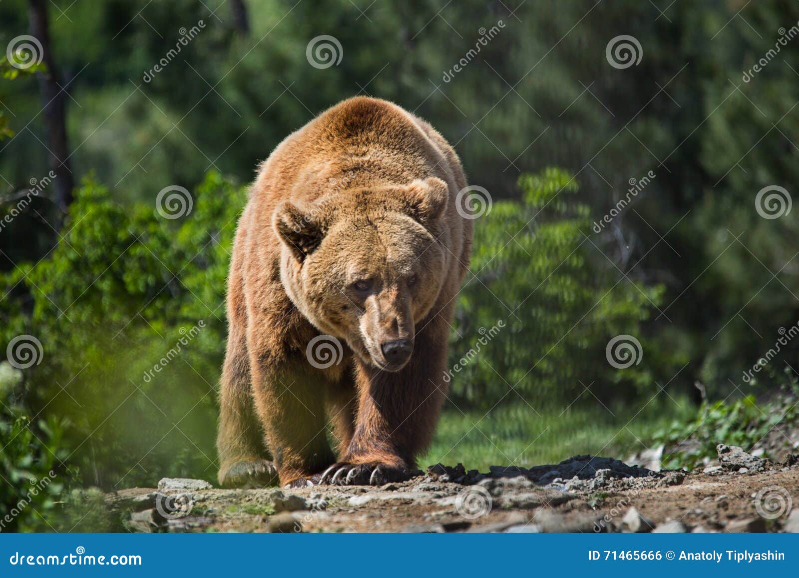 Bear in forest stock photo. Image of national, fauna - 71465666