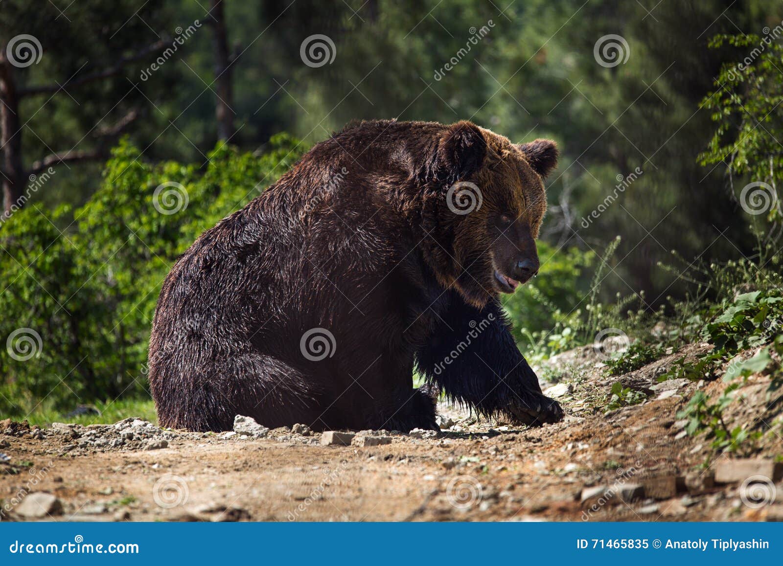 Bear in forest stock image. Image of background, mammal - 71465835
