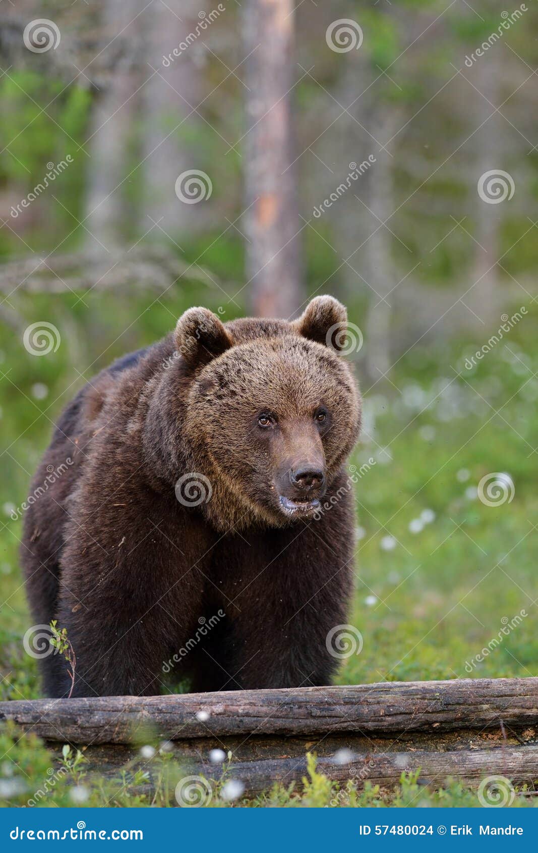Bear in forest stock photo. Image of preserve, nordic - 57480024