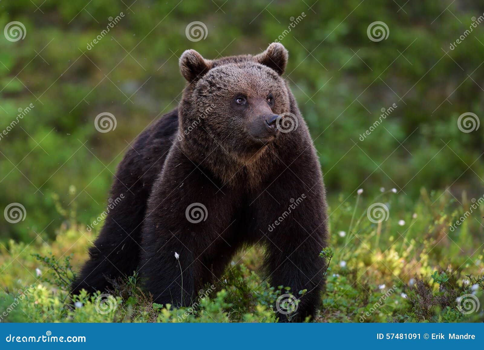 Bear in forest stock image. Image of greenery, attentive - 57481091