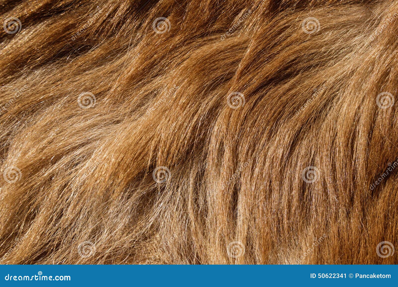 Bear Fur Background stock image. Image of black, americanus - 50622341