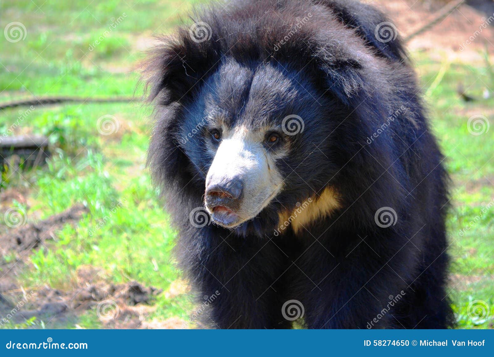 Bear gives funny face stock photo. Image of brother, ilike - 58274650