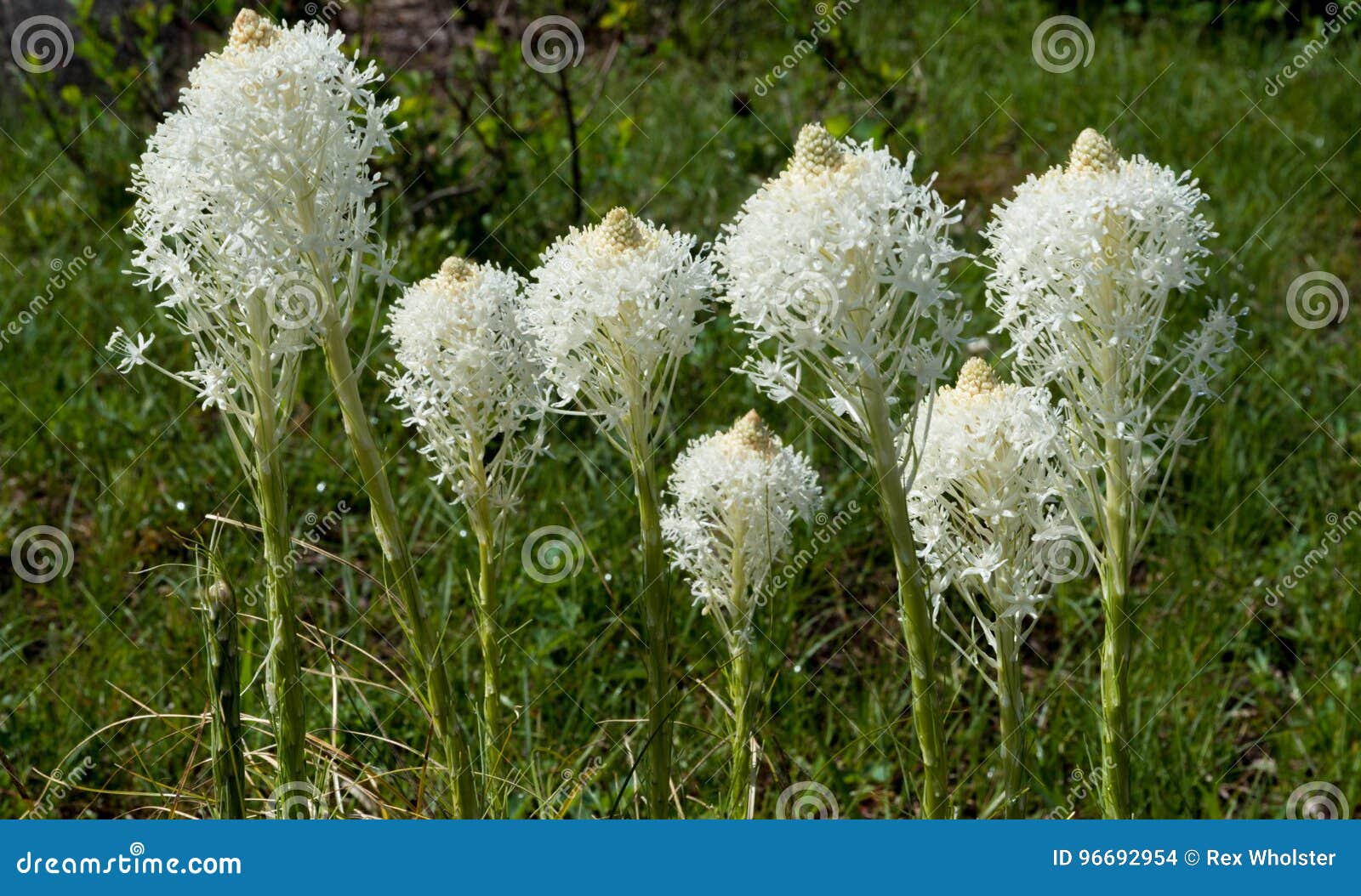 Bear Grass Flowers in Bloom Stock Photo - Image of xerophyllum, white ...
