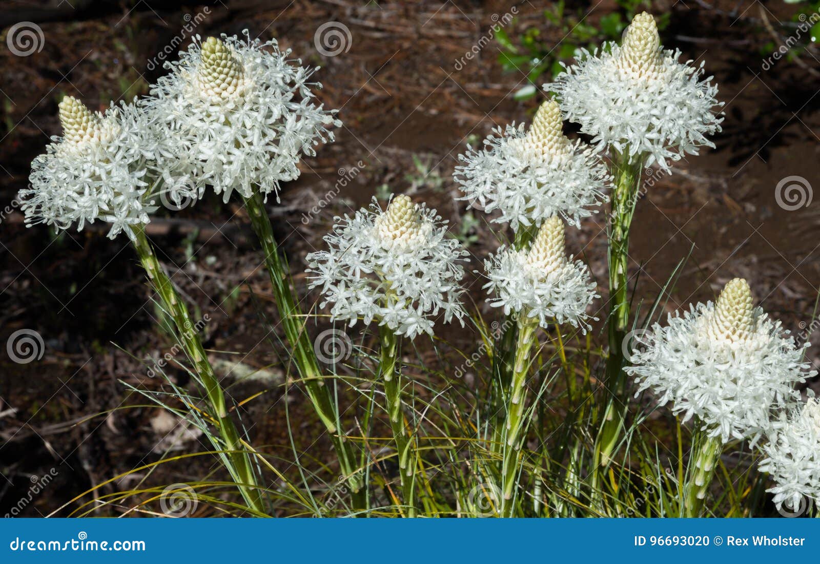 Bear Grass Flowers in Bloom Stock Photo - Image of mountain, white ...