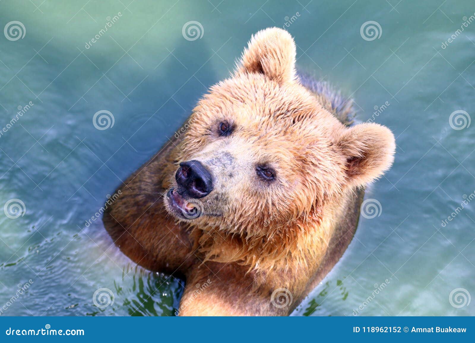 Bear, Grizzly Bear in Water Stock Photo - Image of growling, grizzly ...