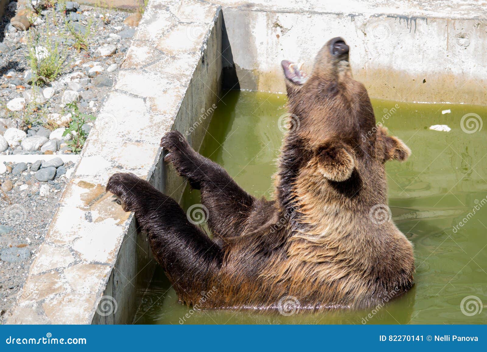 Bear Growling in Green Water Stock Image - Image of nose, omnivorous ...