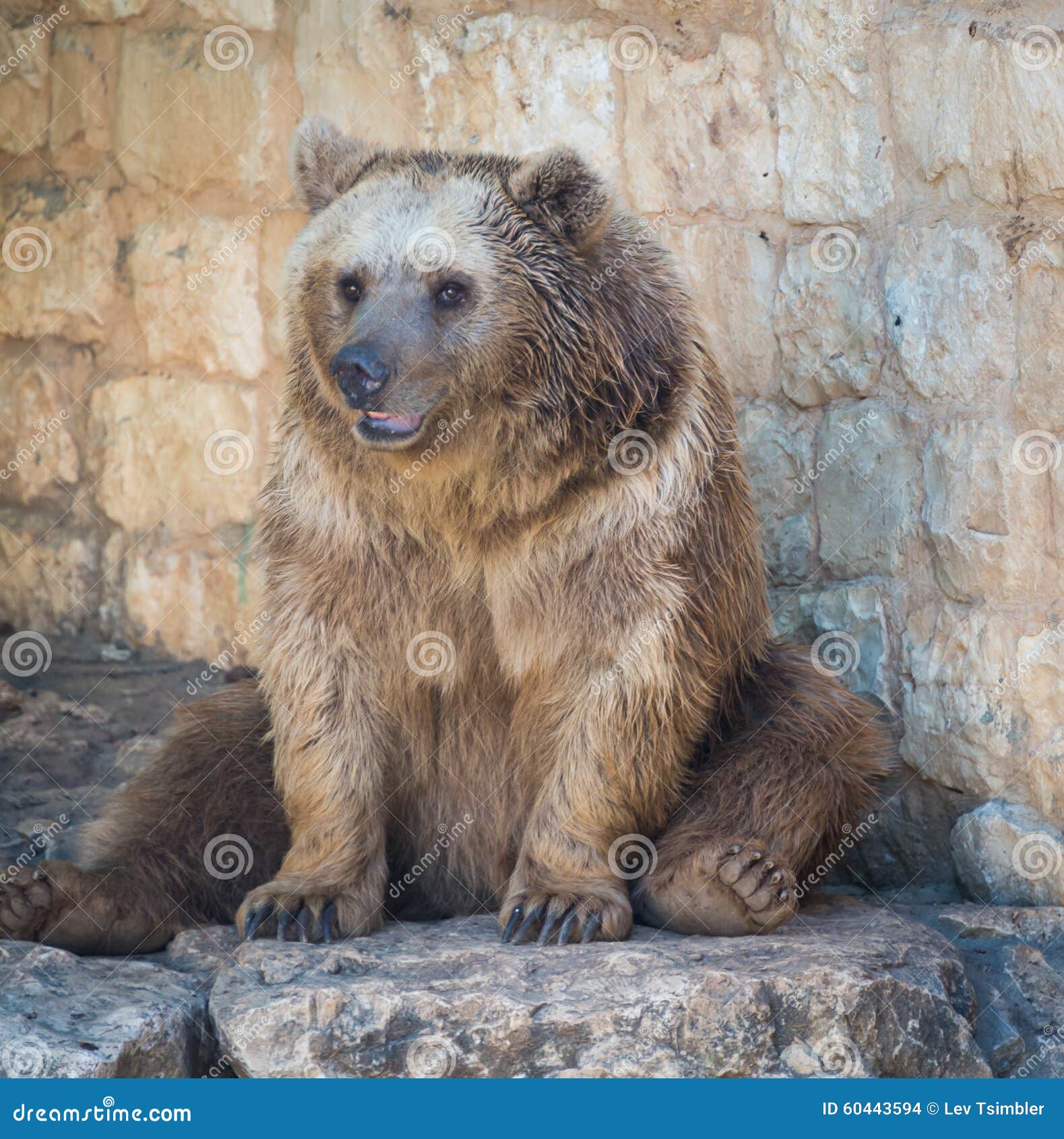 Bear at Haifa Zoo stock photo. Image of wild, carnivoran - 60443594