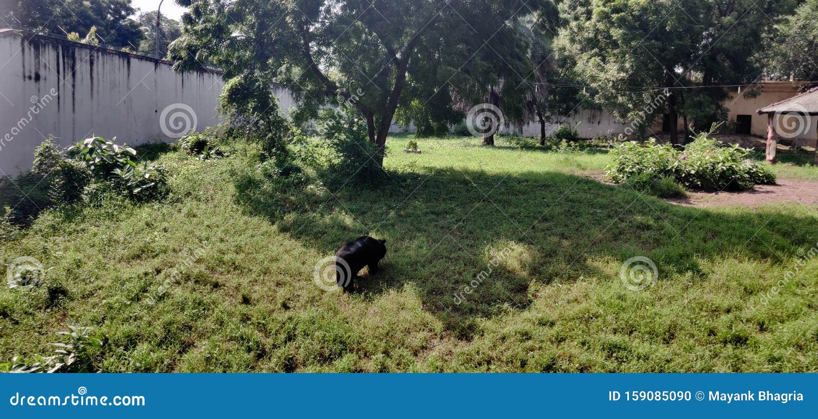 Bear Having Fun in Sunny Day Stock Photo - Image of jungle, crocodile ...