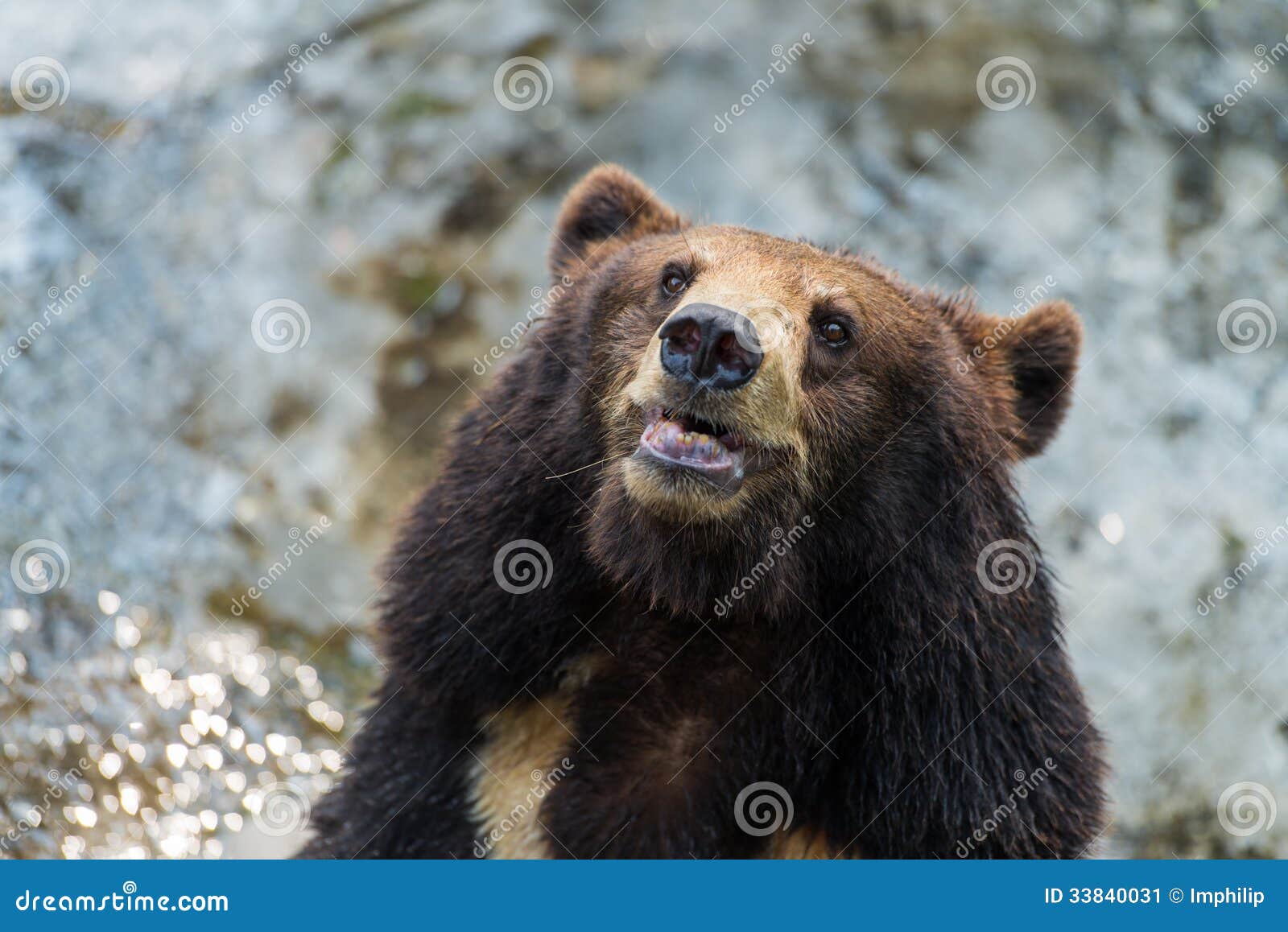 Bear head stock image. Image of nature, beautiful, power - 33840031