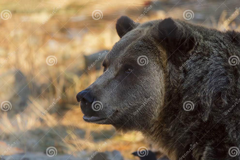 Bear Head Shot Close Up stock photo. Image of koola, grinder - 86713356