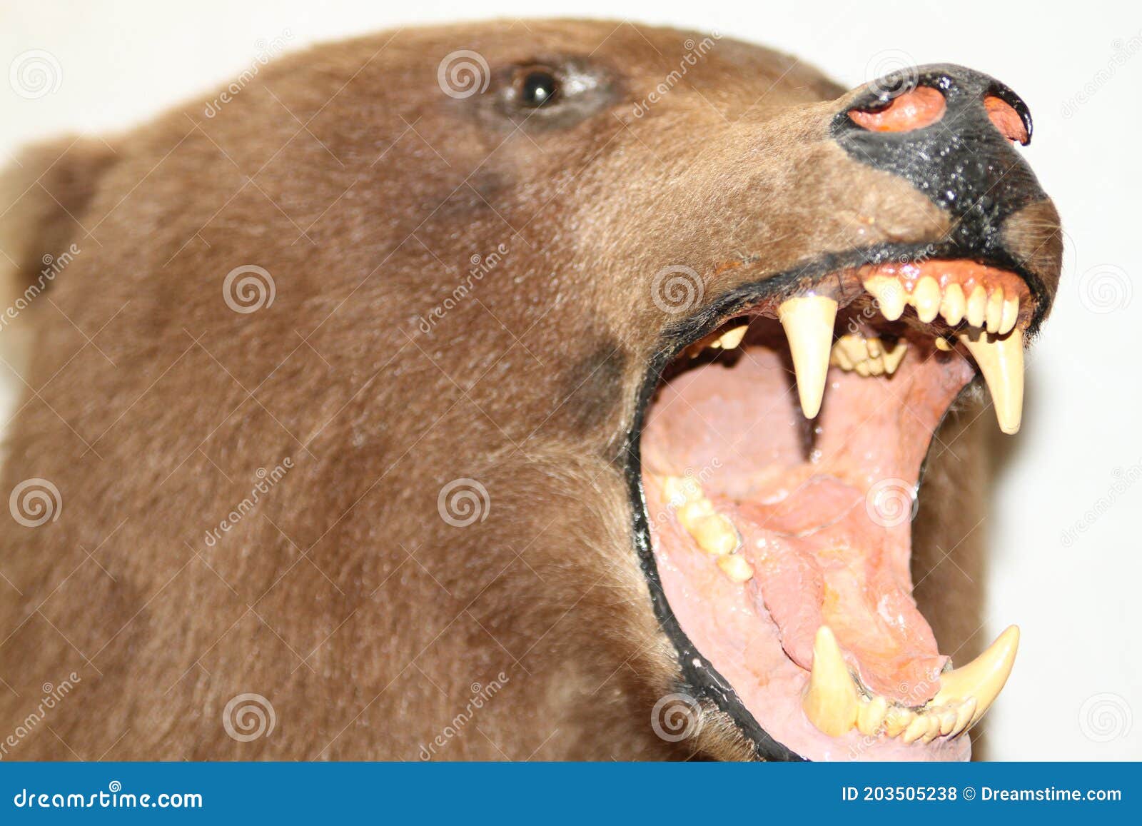 Bear head stock photo. Image of imitation, taxidermy - 203505238
