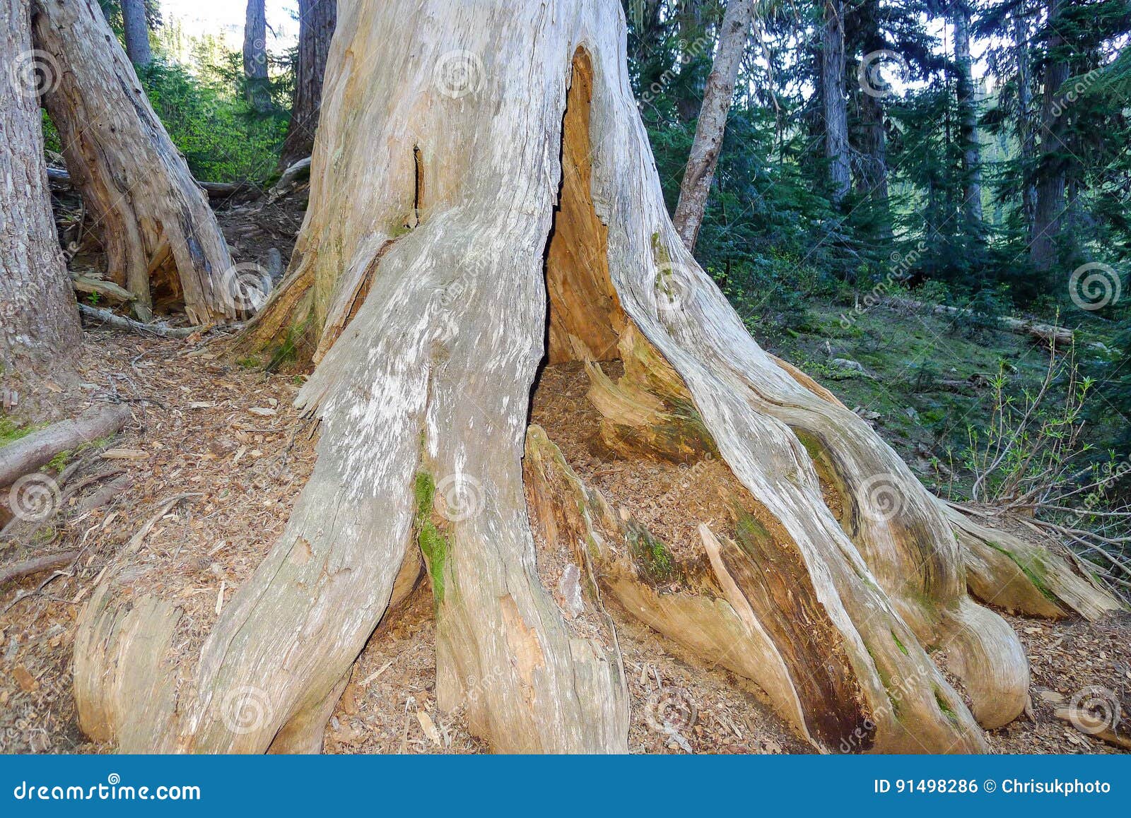 Bear Hide in Whistler stock photo. Image of wild, environment - 91498286
