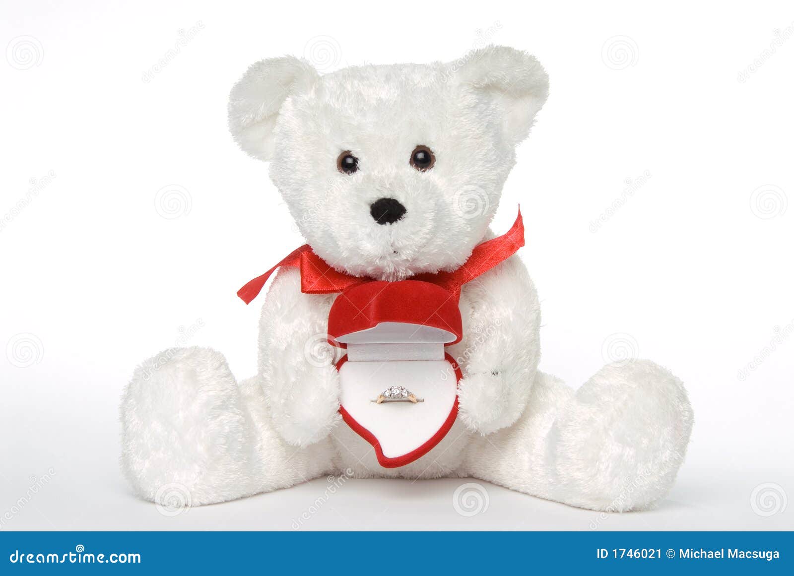 Bear Holding Engagement Ring Stock Image - Image of marriage ...