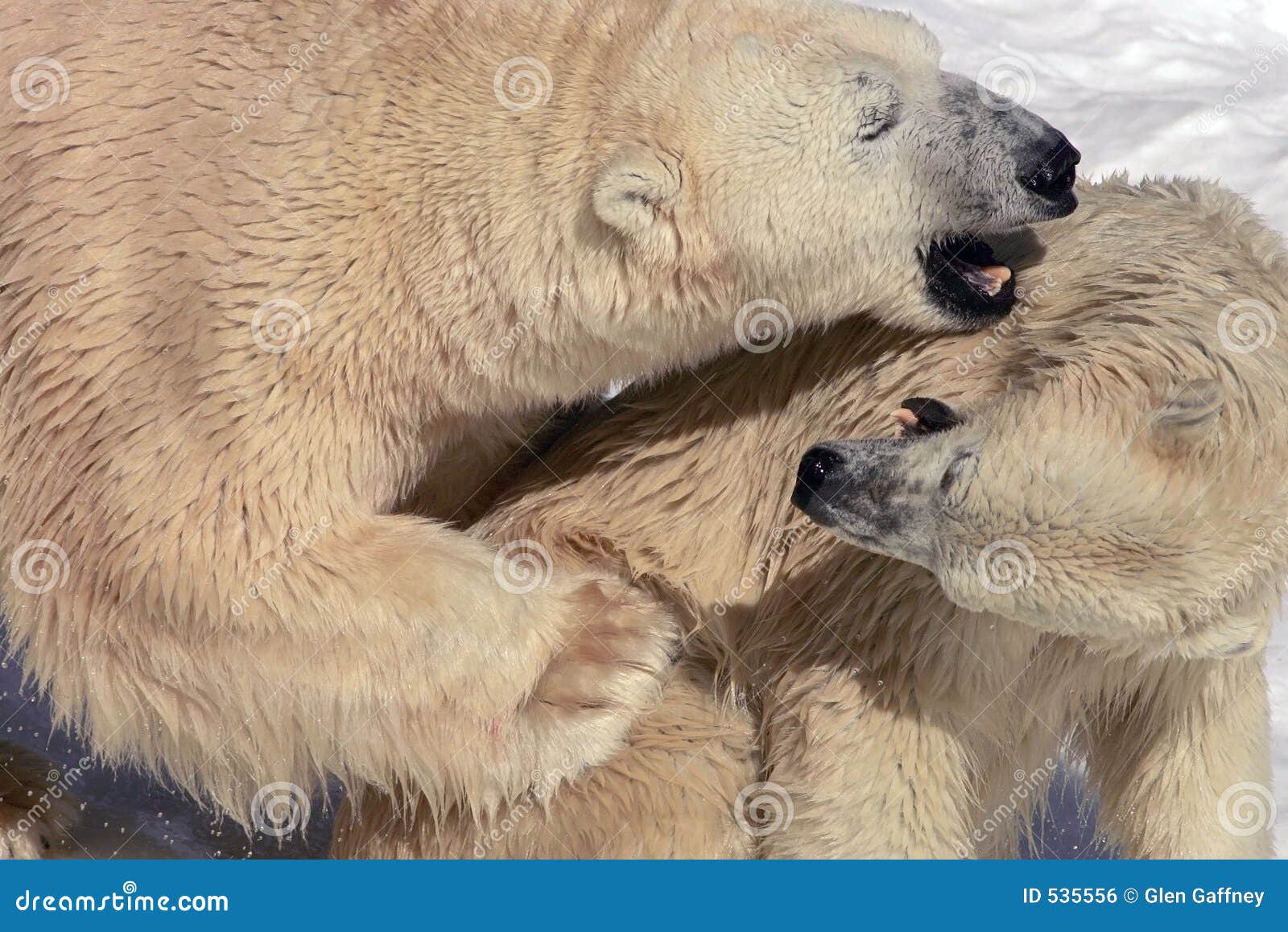 Bear hug 2 stock photo. Image of cold, animal, nature, canada - 535556
