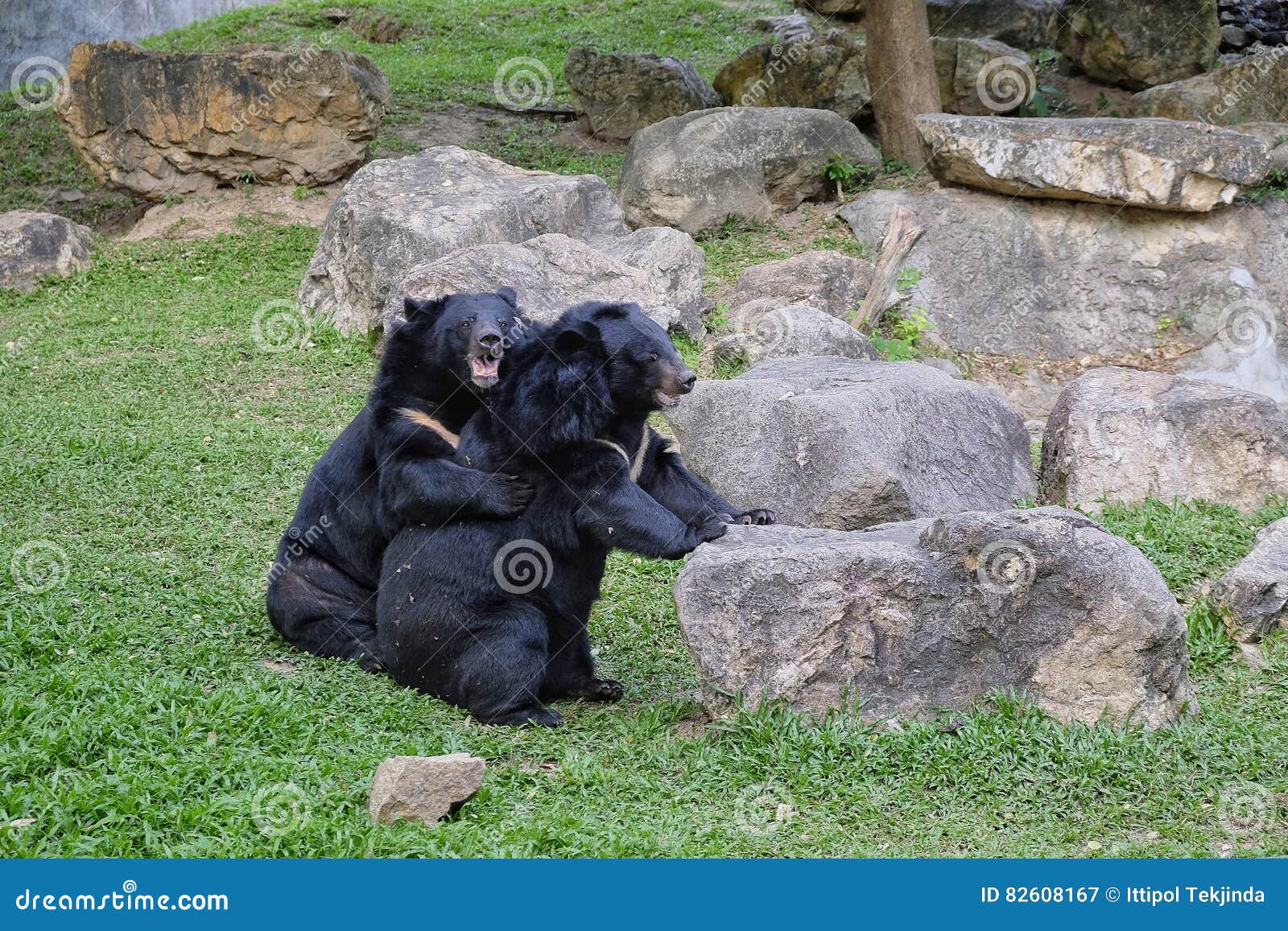Bear hug stock image. Image of love, bears, bear, animal - 82608167