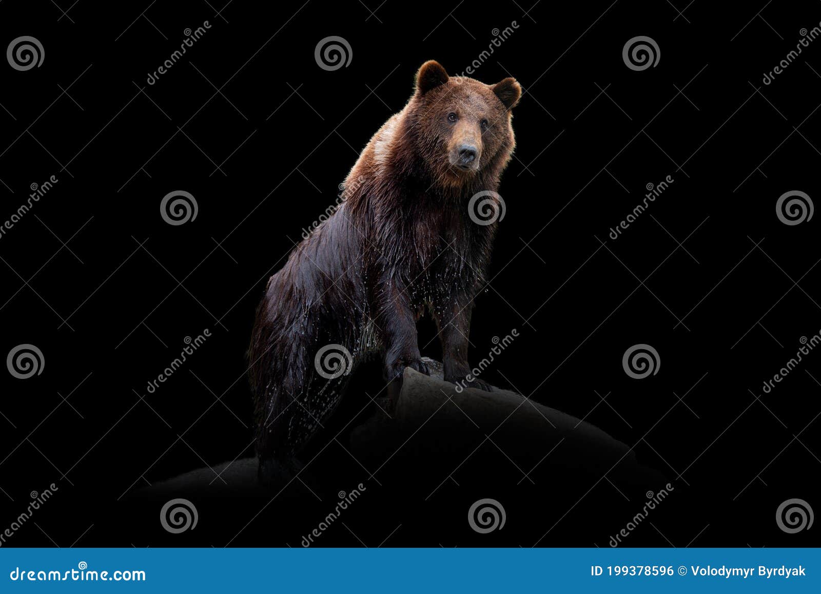 Bear Isolated on Black Background Stock Photo - Image of closeup, look ...