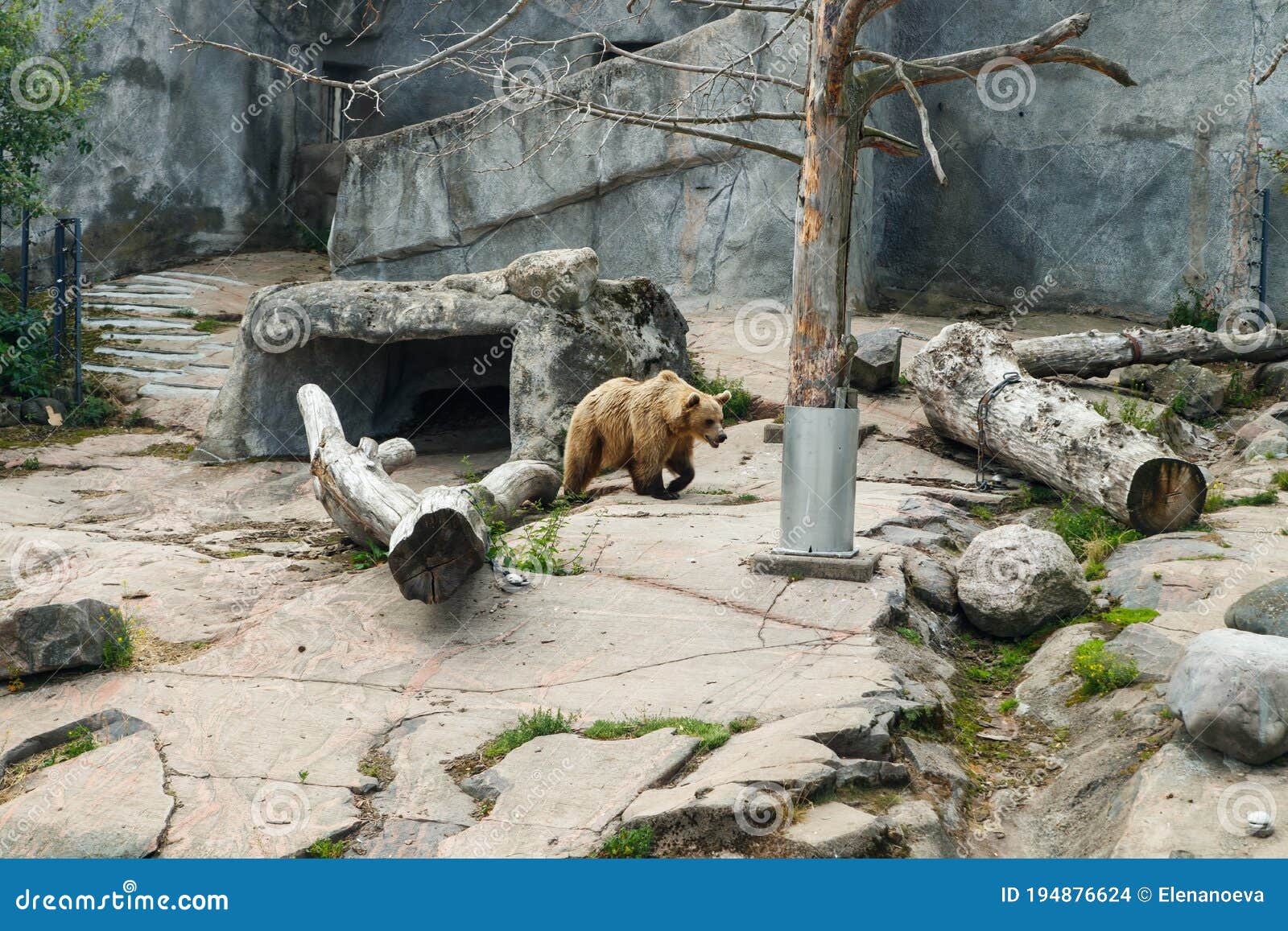 Bear at the Korkeasaari Zoo in Helsinki at Summer Stock Photo - Image ...