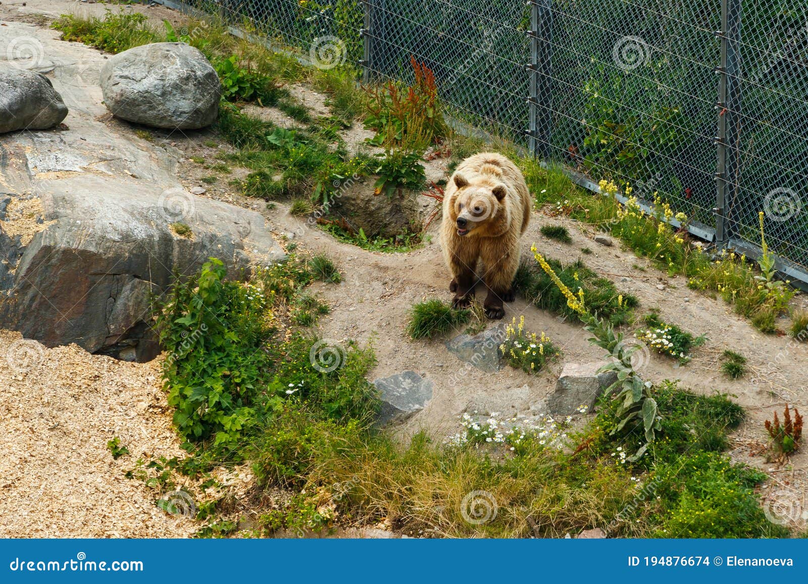 Bear at the Korkeasaari Zoo in Helsinki at Summer Stock Photo - Image ...