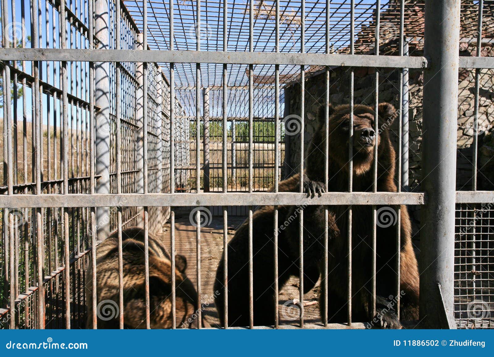 Bear in l cage stock photo. Image of limit, ecology, mammals - 11886502