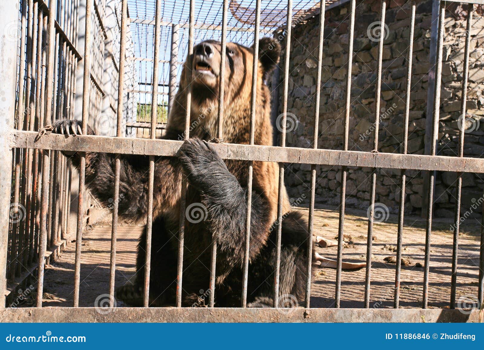 Bear in l cage stock photo. Image of cage, iron, limit - 11886846