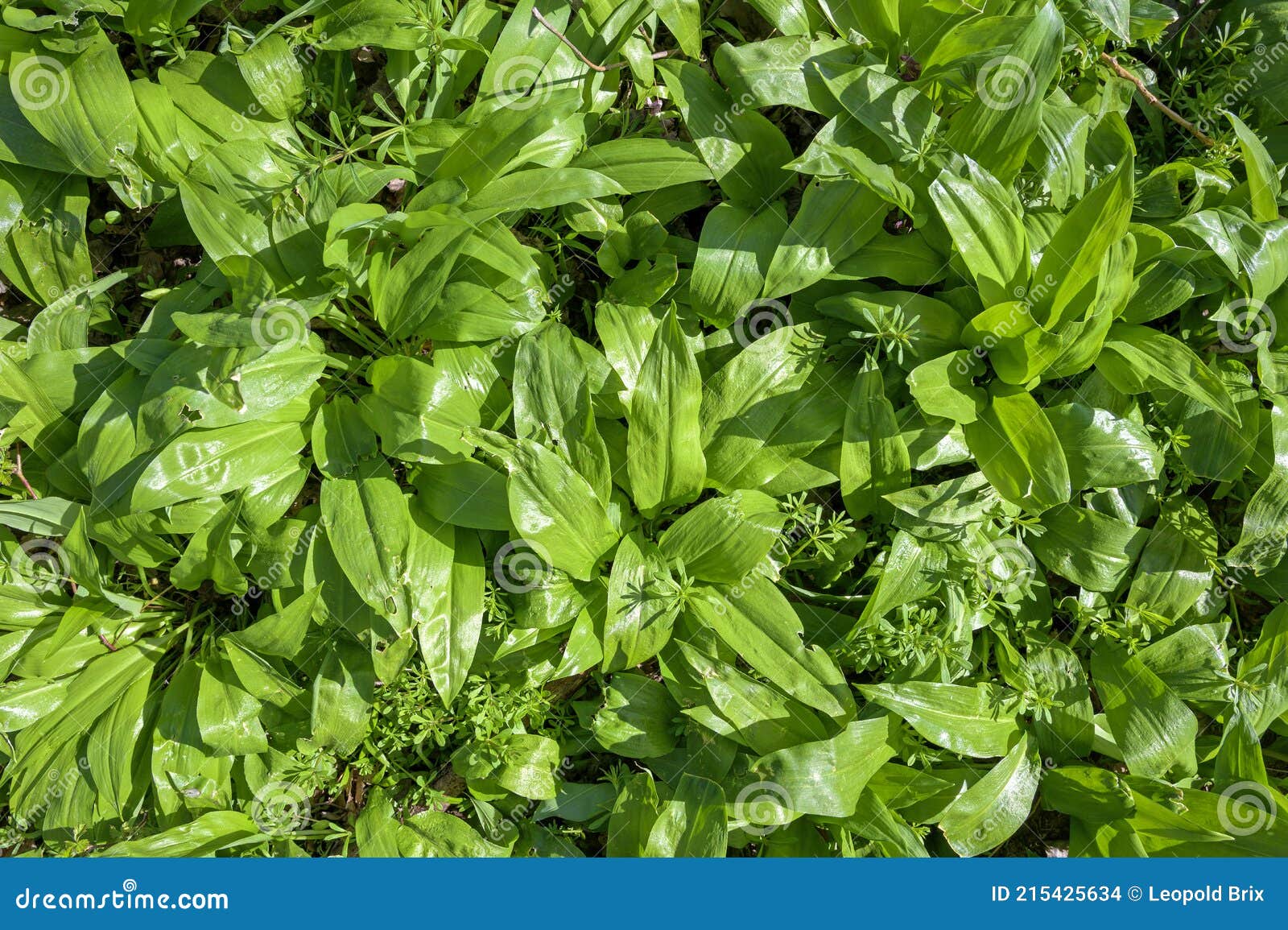 Green Bear Leek at Sunshine Stock Photo - Image of leek, valley: 215425634