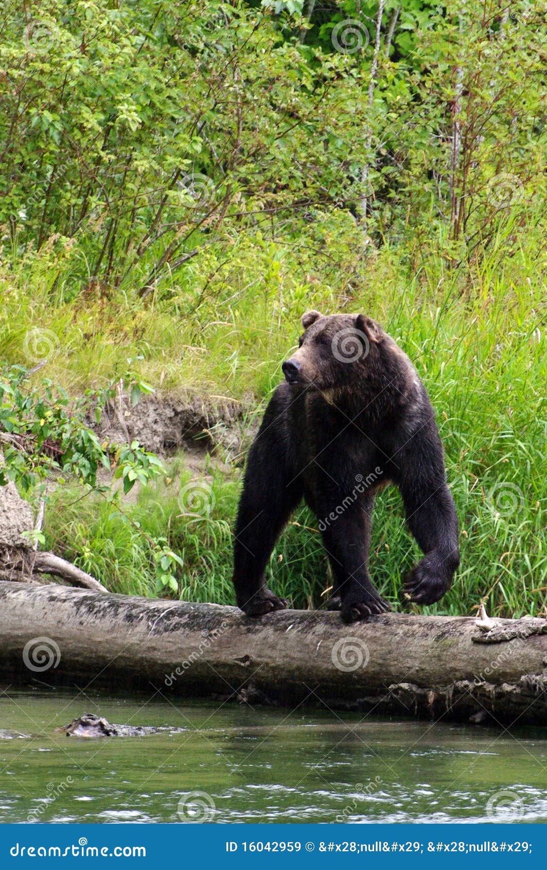 Bear on Log stock image. Image of bear, coastal, summer - 16042959