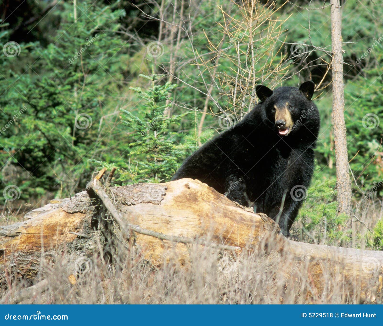 Bear on a Log stock photo. Image of animal, moan00016 - 5229518