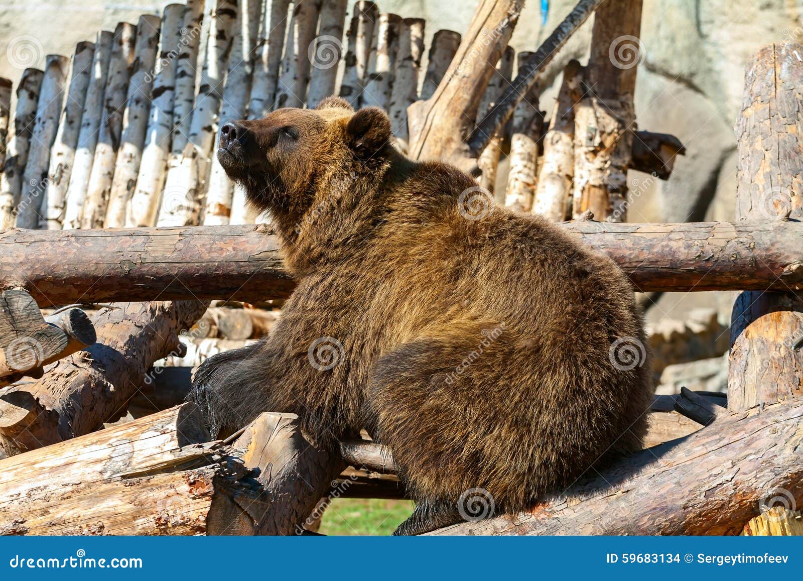 Bear on a log stock photo. Image of midwest, natural - 59683134