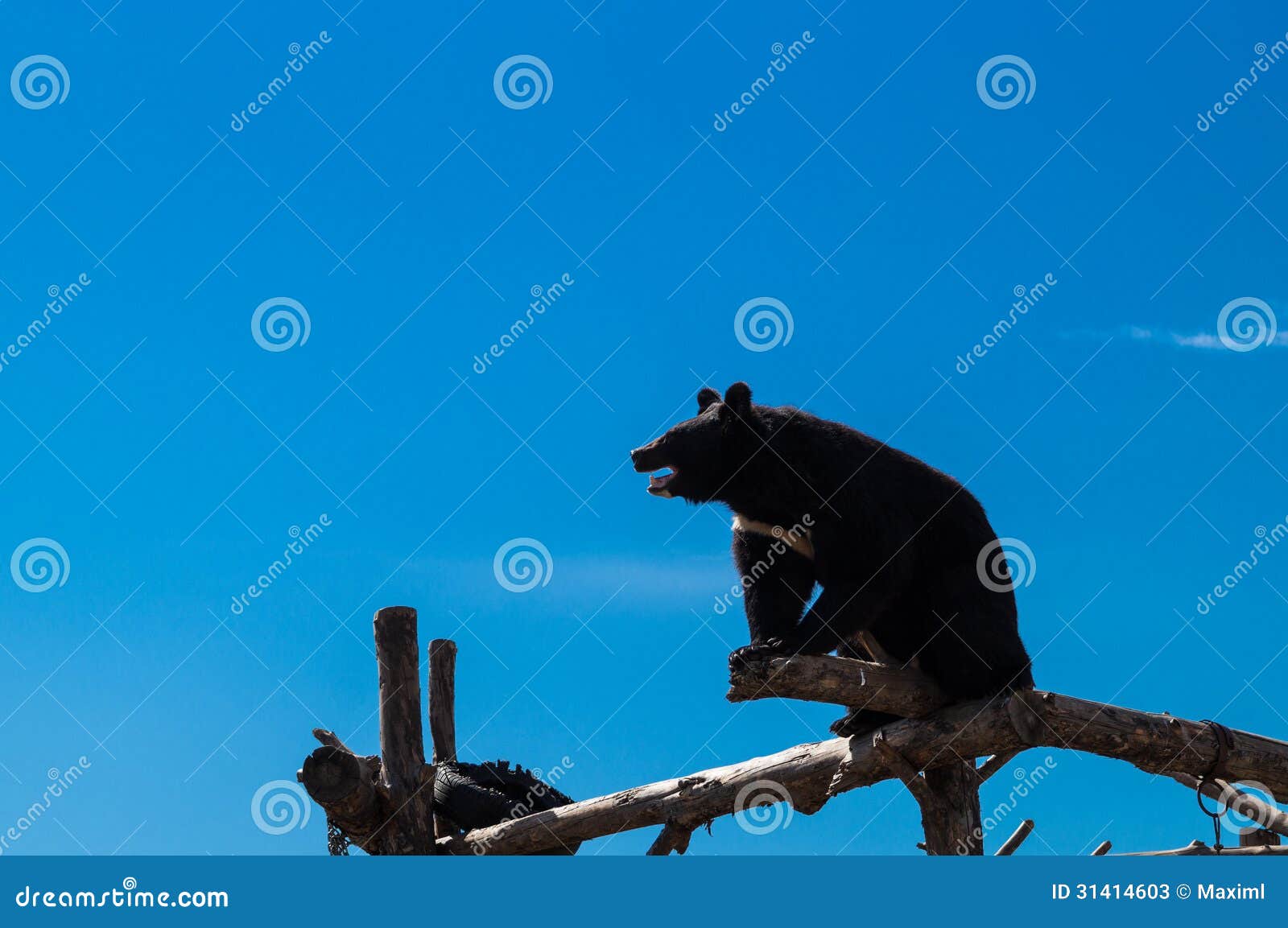 Bear on logs stock image. Image of fauna, bear, tree - 31414603