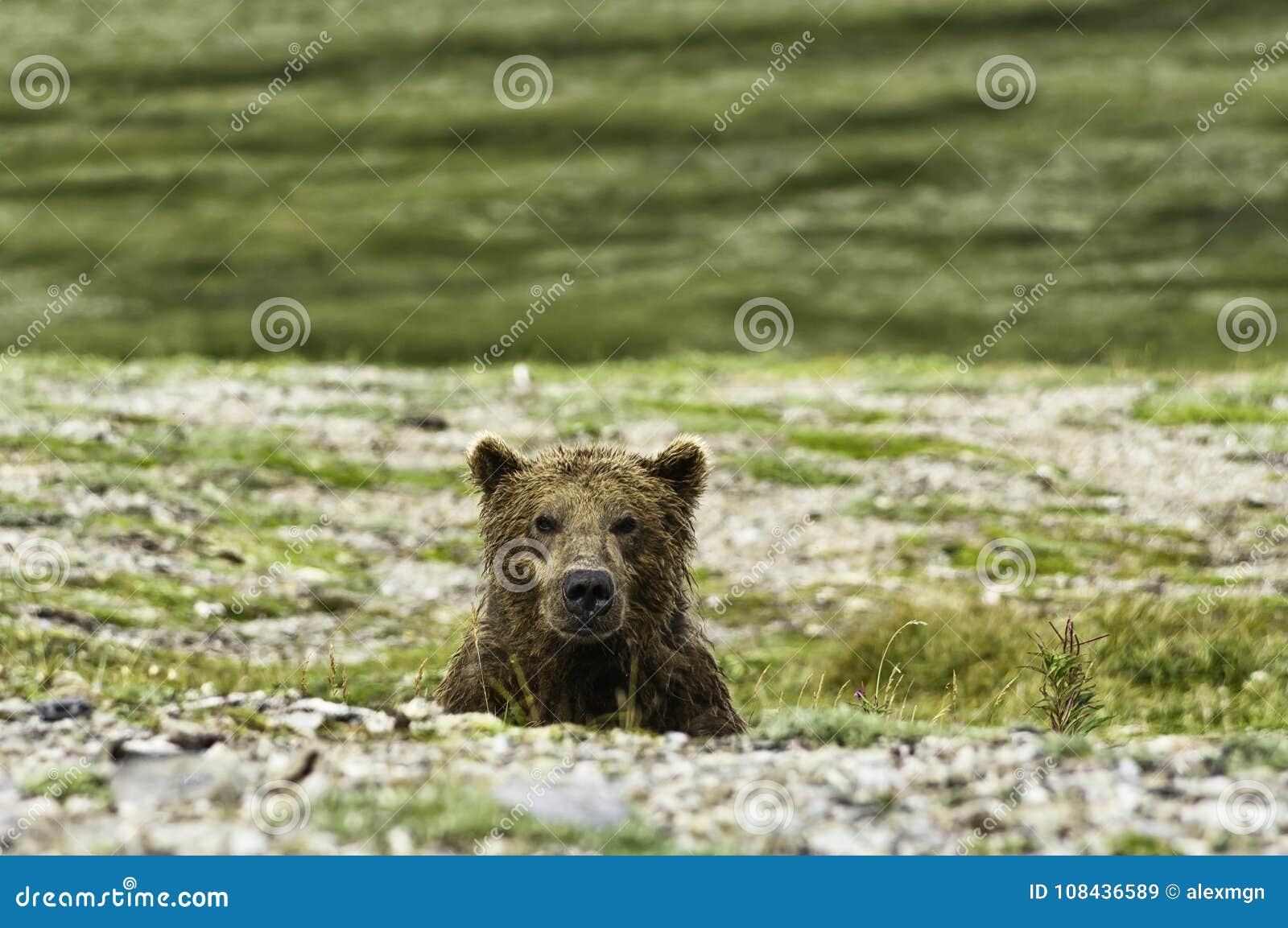 Bear look in Katmai stock image. Image of peninsula - 108436589