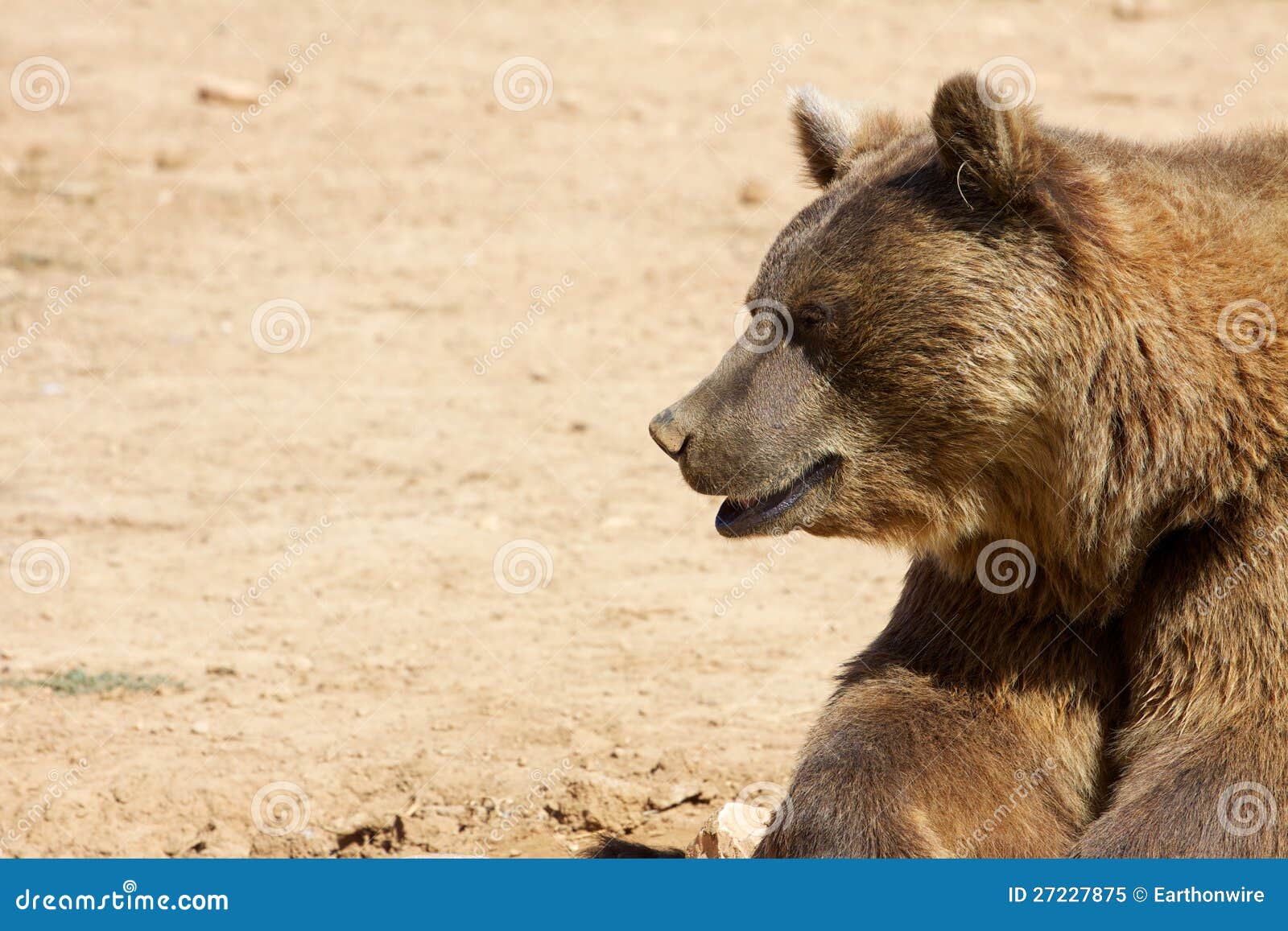 Bear looking at one side stock image. Image of detail - 27227875