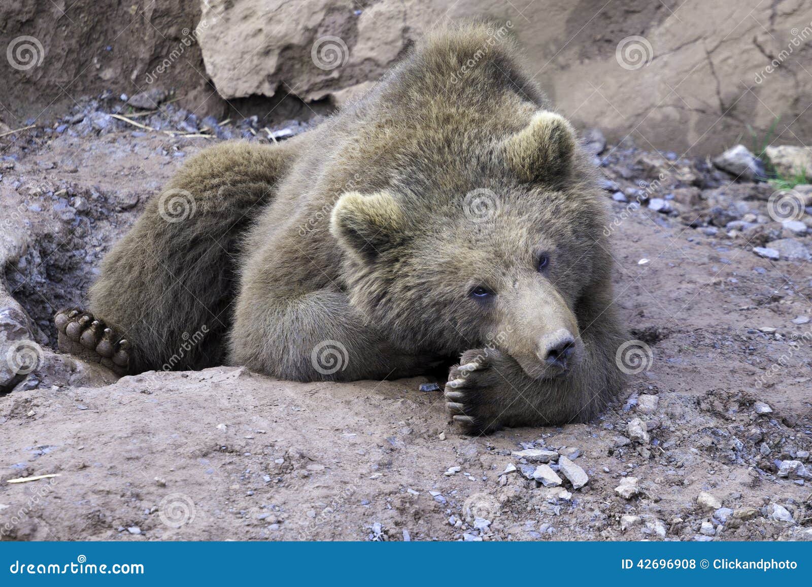 Bear lying stock photo. Image of vertebrate, quiet, powerful - 42696908