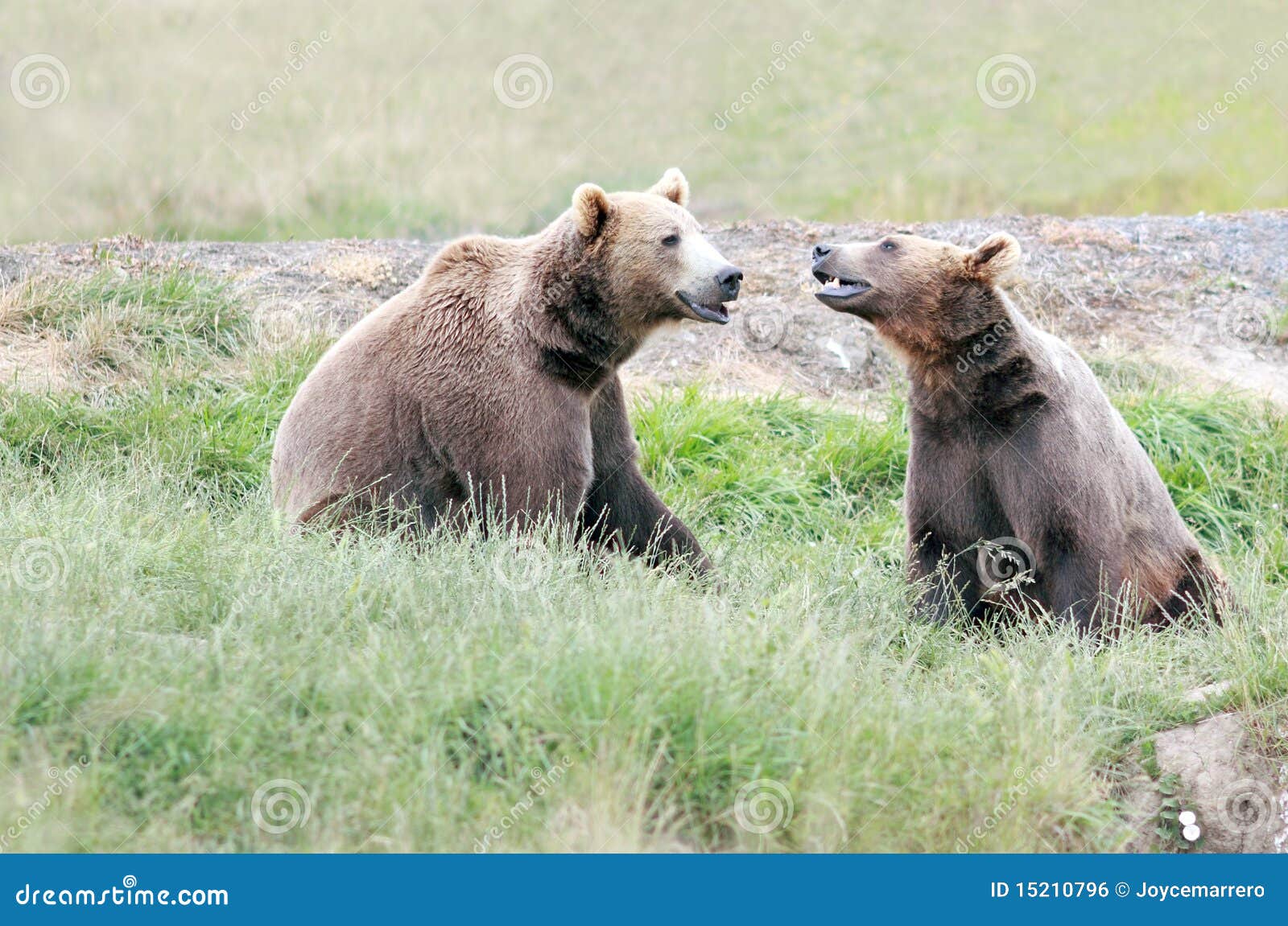 Bear Pals stock photo. Image of brown, wildlife, grizzly - 15210796