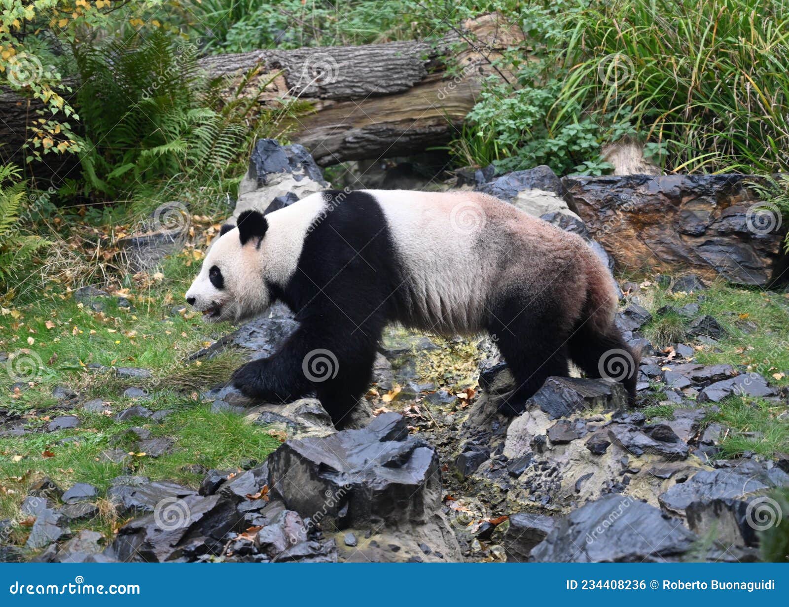 A Bear Panda Walks in the Mountain Forest Stock Photo - Image of ...