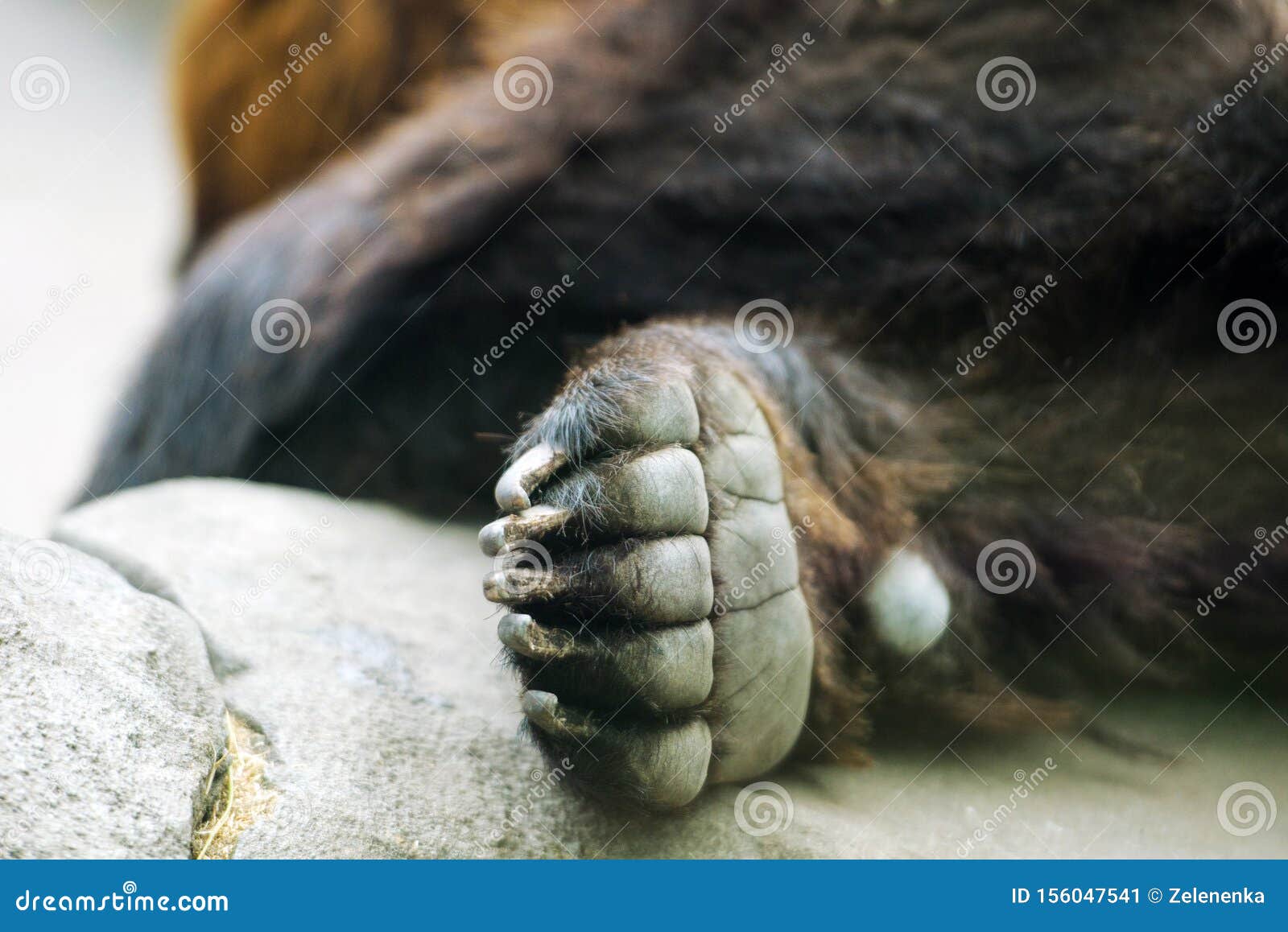 Bear paw stock image. Image of male, sitting, shape - 156047541