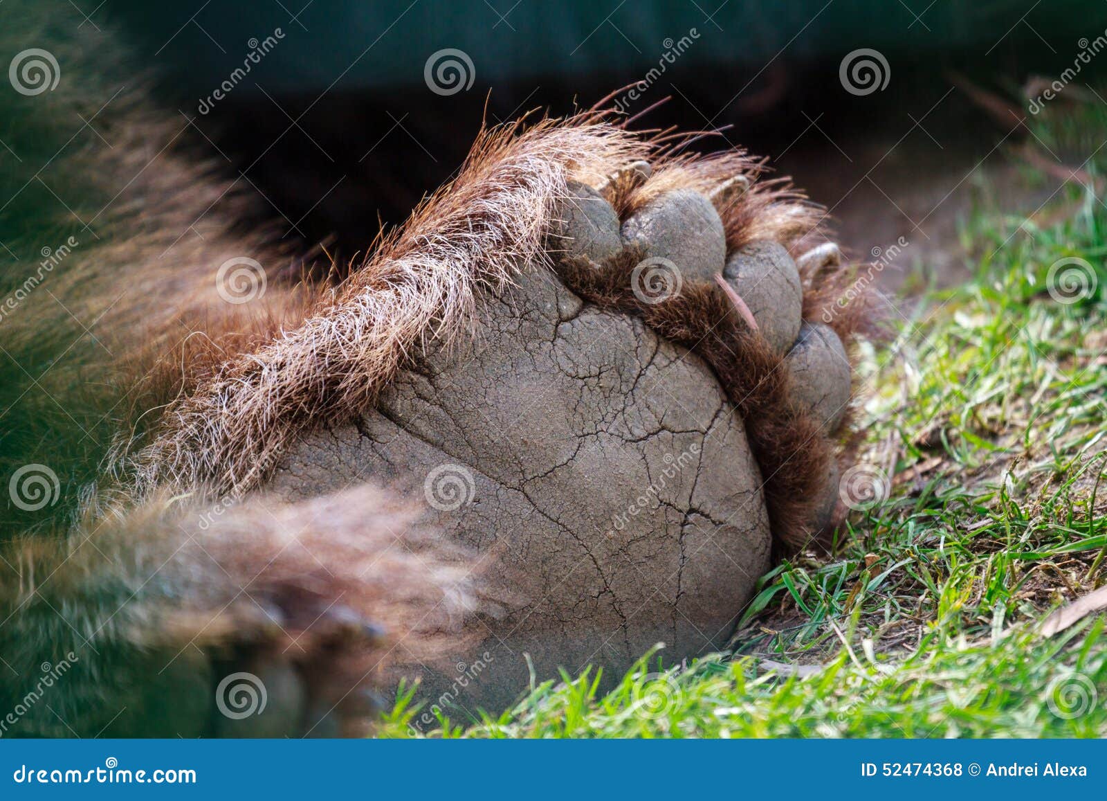 Bear paw 2 stock photo. Image of hairy, grizzly, carpathian - 52474368