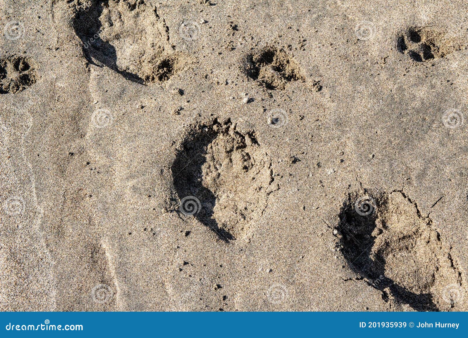 Bear Paw Prints in the Sand Stock Image - Image of bear, foot: 201935939