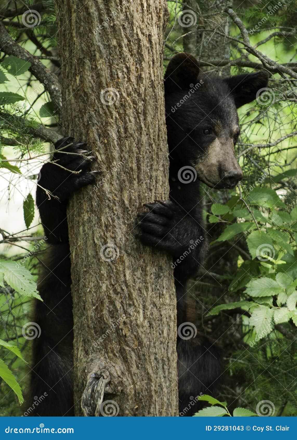 Bear Peeking Out from Behind a Tree Stock Image - Image of ecology ...