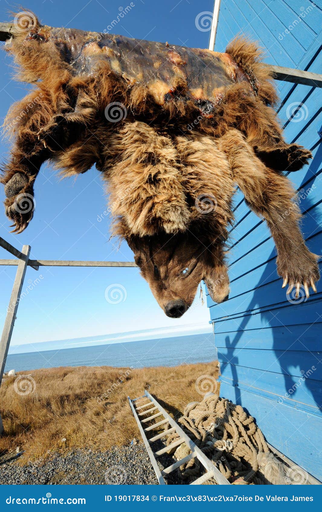 Bear Pelt Hanging in Inuit Community, Alaska, US Stock Photo - Image of ...