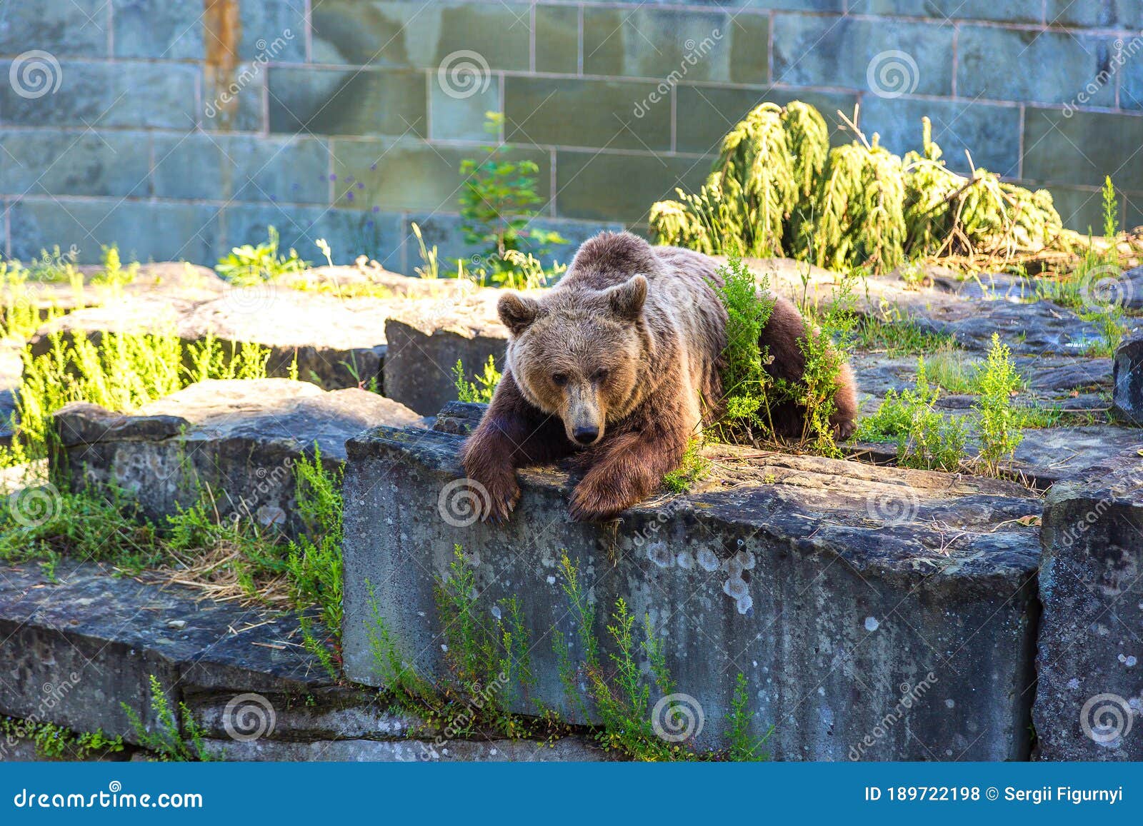 Bear in the Bear Pit in Bern Stock Photo - Image of summer, wild: 189722198