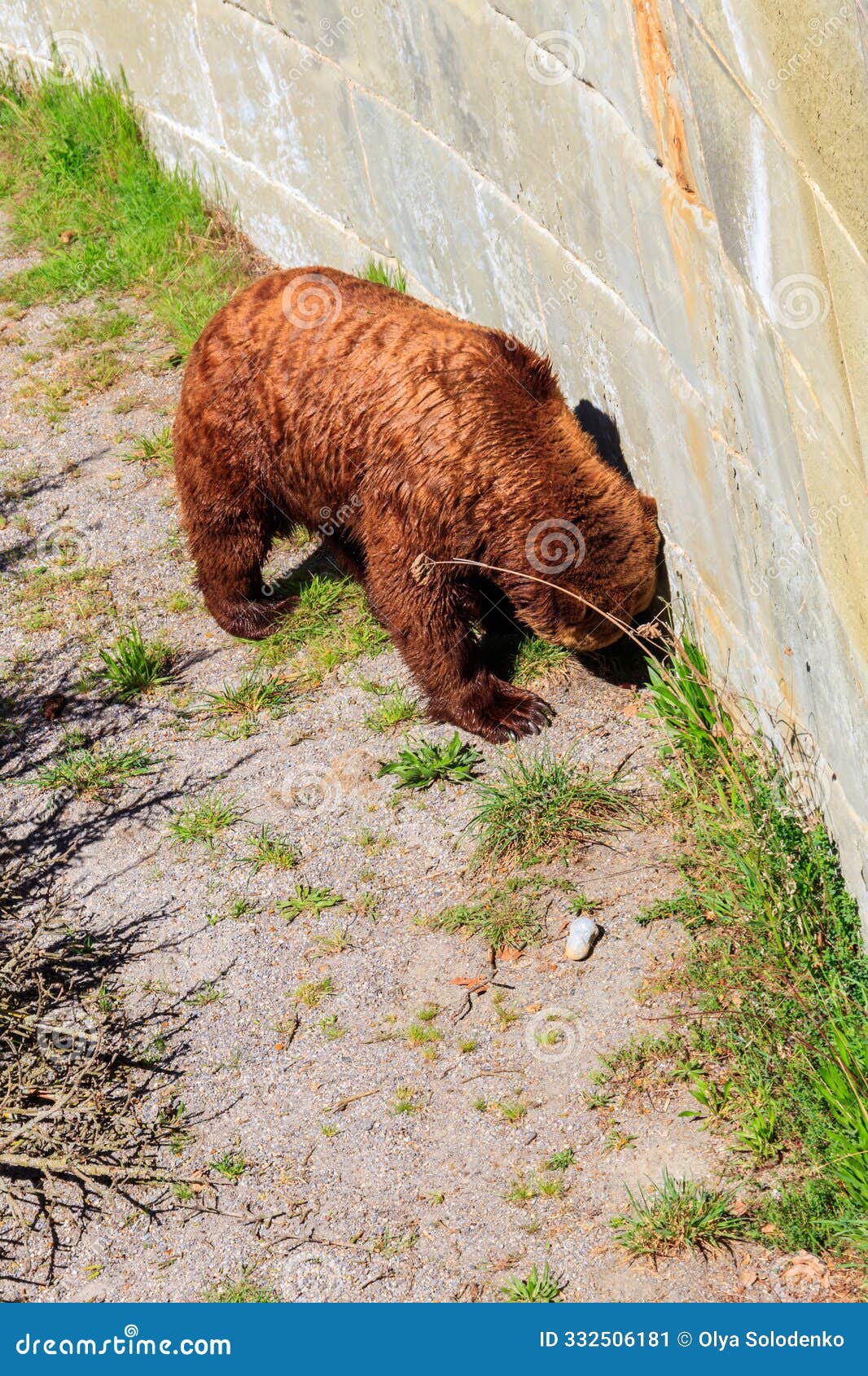 Bear in Bear Pit in Bern, Switzerland. Bear is Symbol of Bern City ...