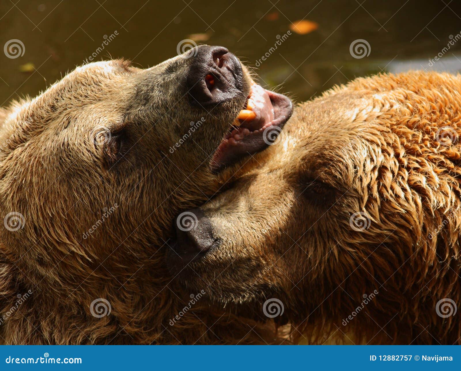 Bear play stock image. Image of brown, nature, wildlife - 12882757