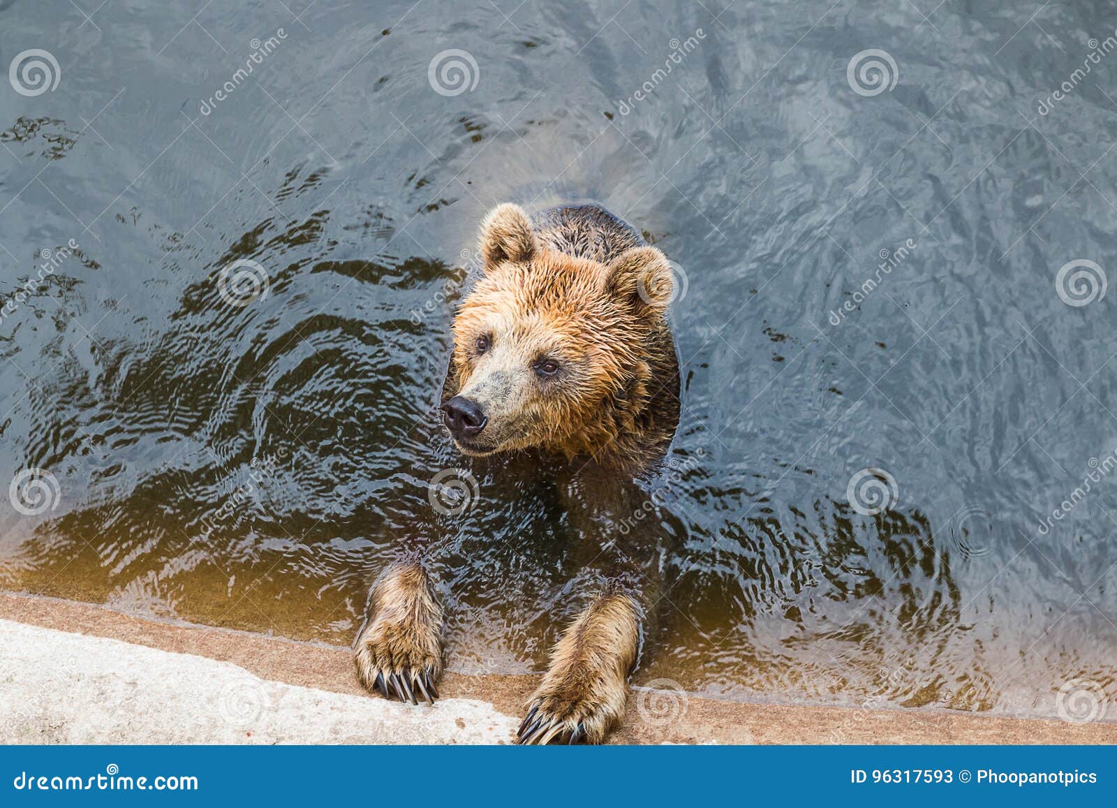 Bear in pond stock image. Image of white, water, danger - 96317593