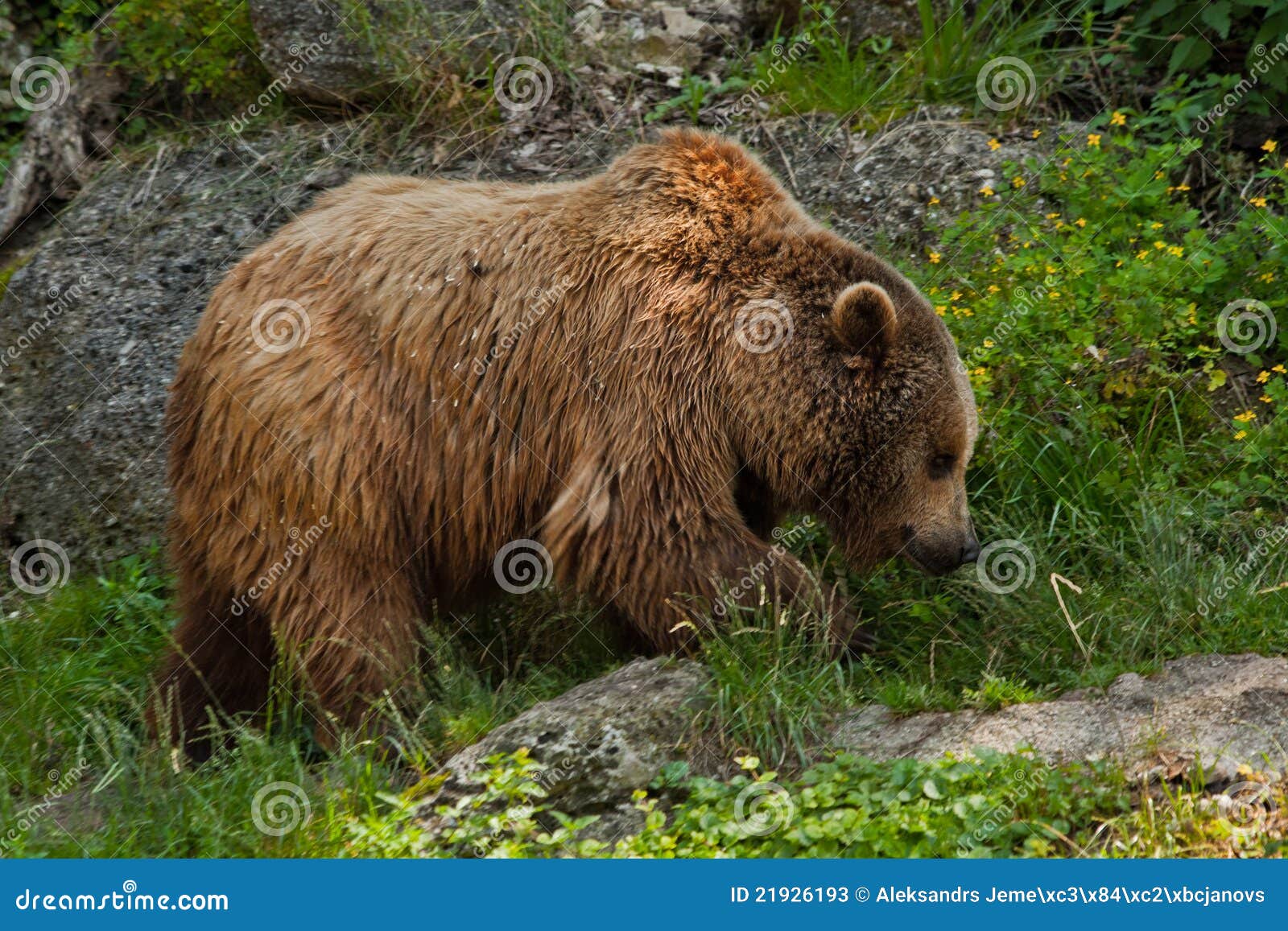 Bear Portrait in Salzburg Zoo Stock Image - Image of large, zoos: 21926193