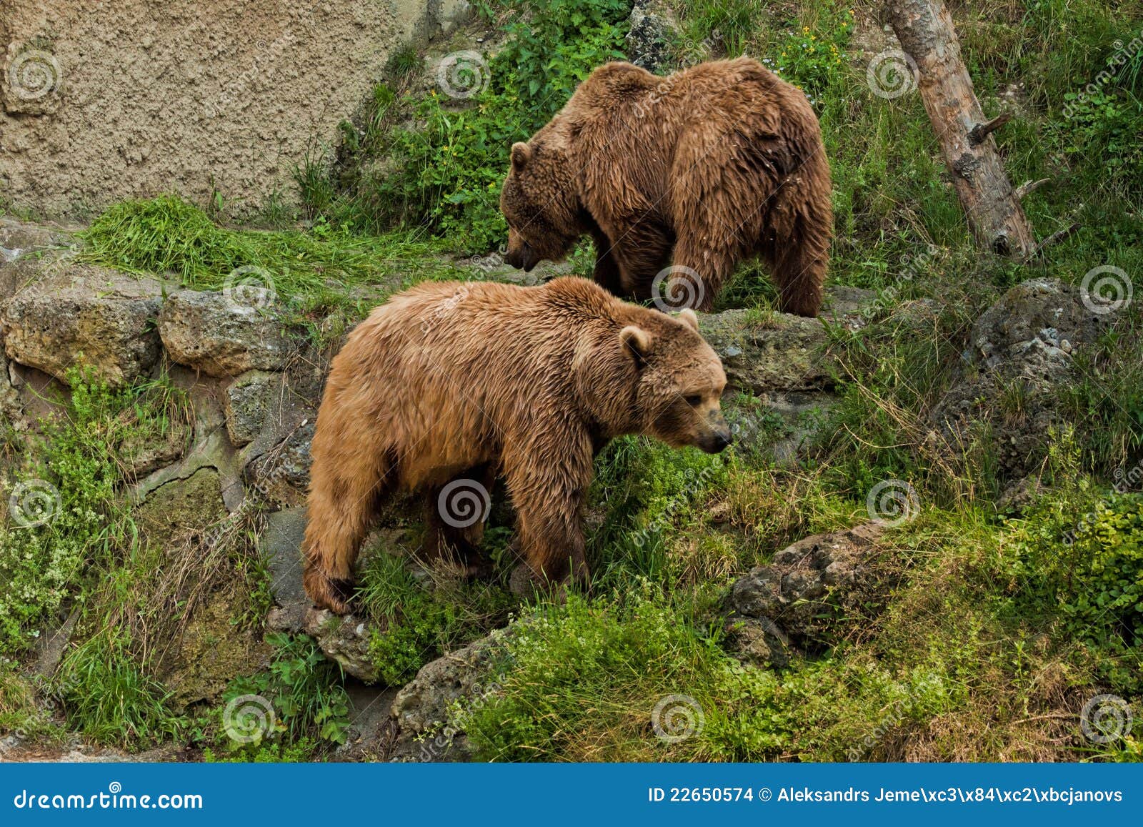Bear Portrait in Salzburg Zoo Stock Photo - Image of zoos, outdoors ...