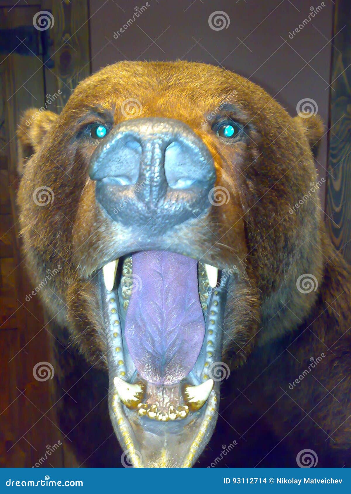 Bear stock photo. Image of animal, bear, predatory, grin - 93112714